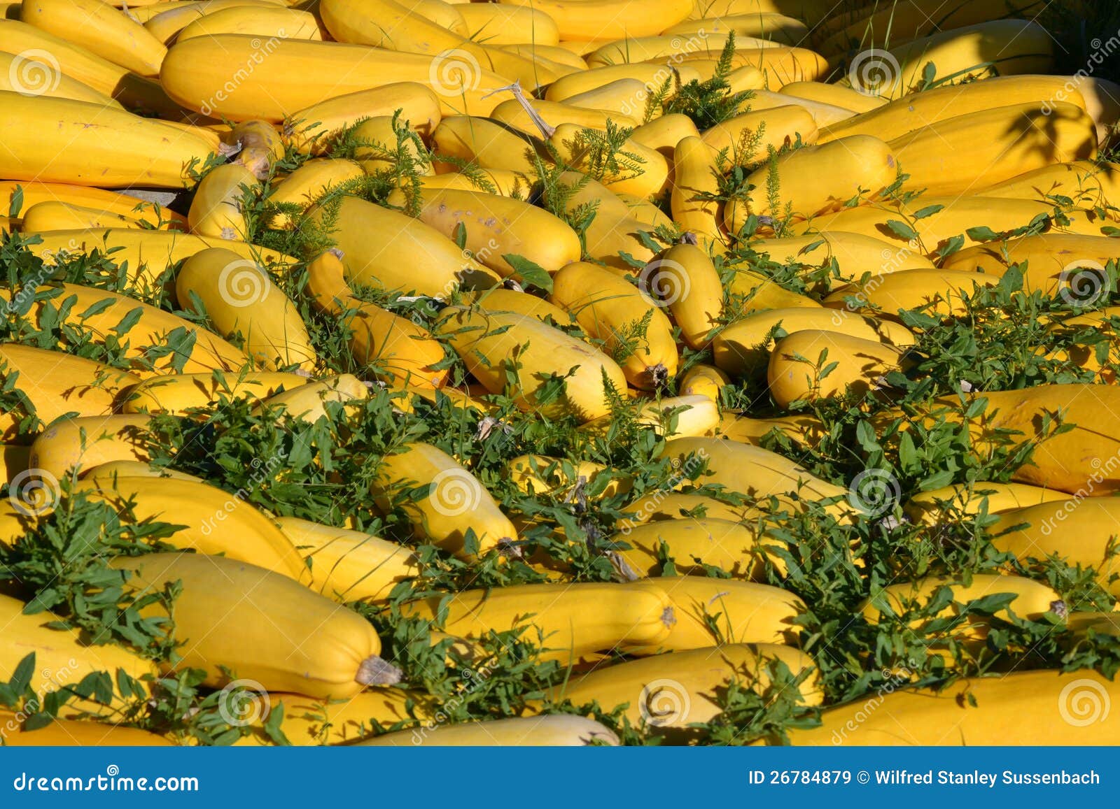 Fruit jaune image stock. Image du ensoleillé, configuration - 26784879