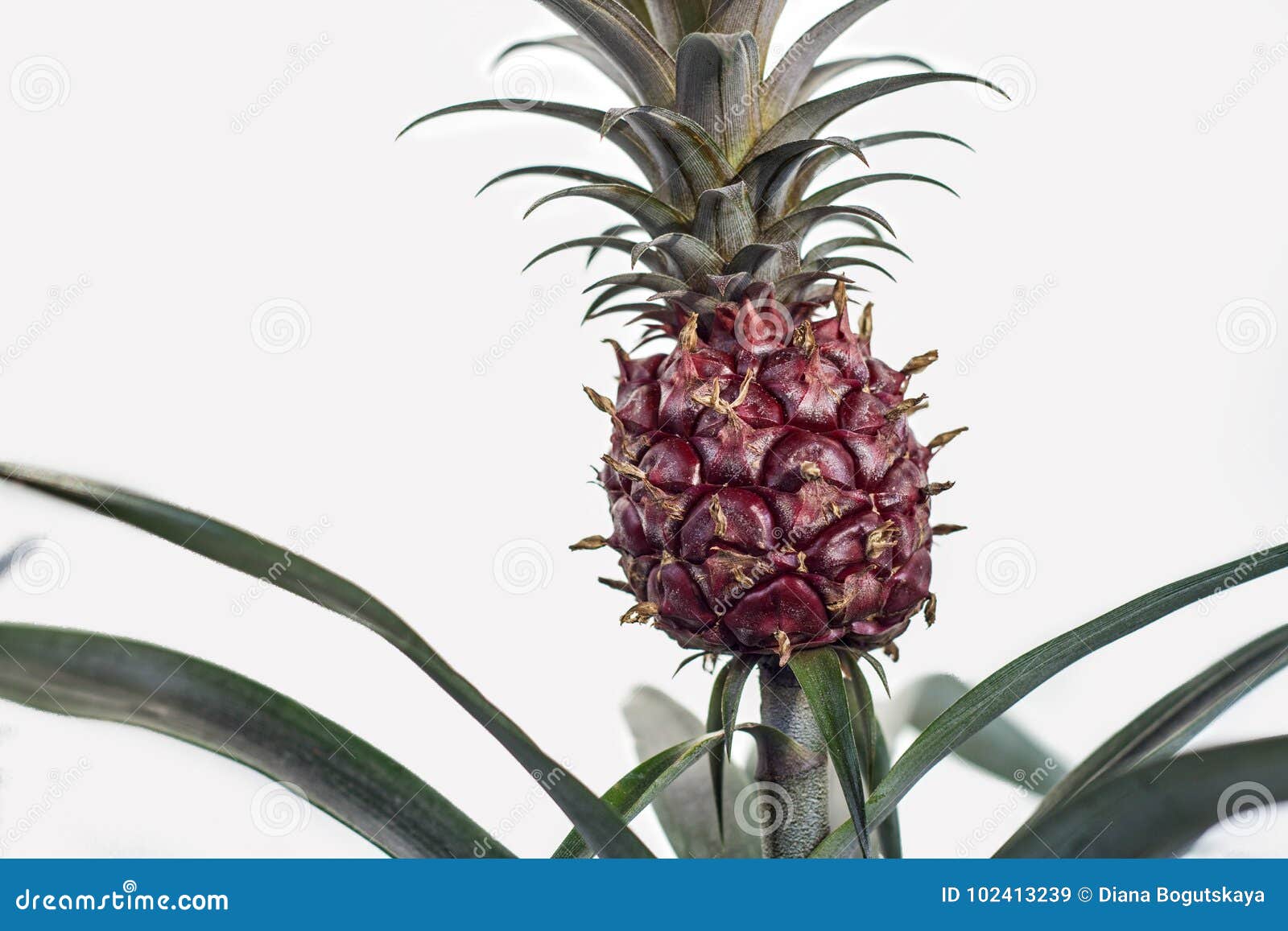 Fruit of a Juicy Ripe Pineapple on a Bush with Leaves on a White ...