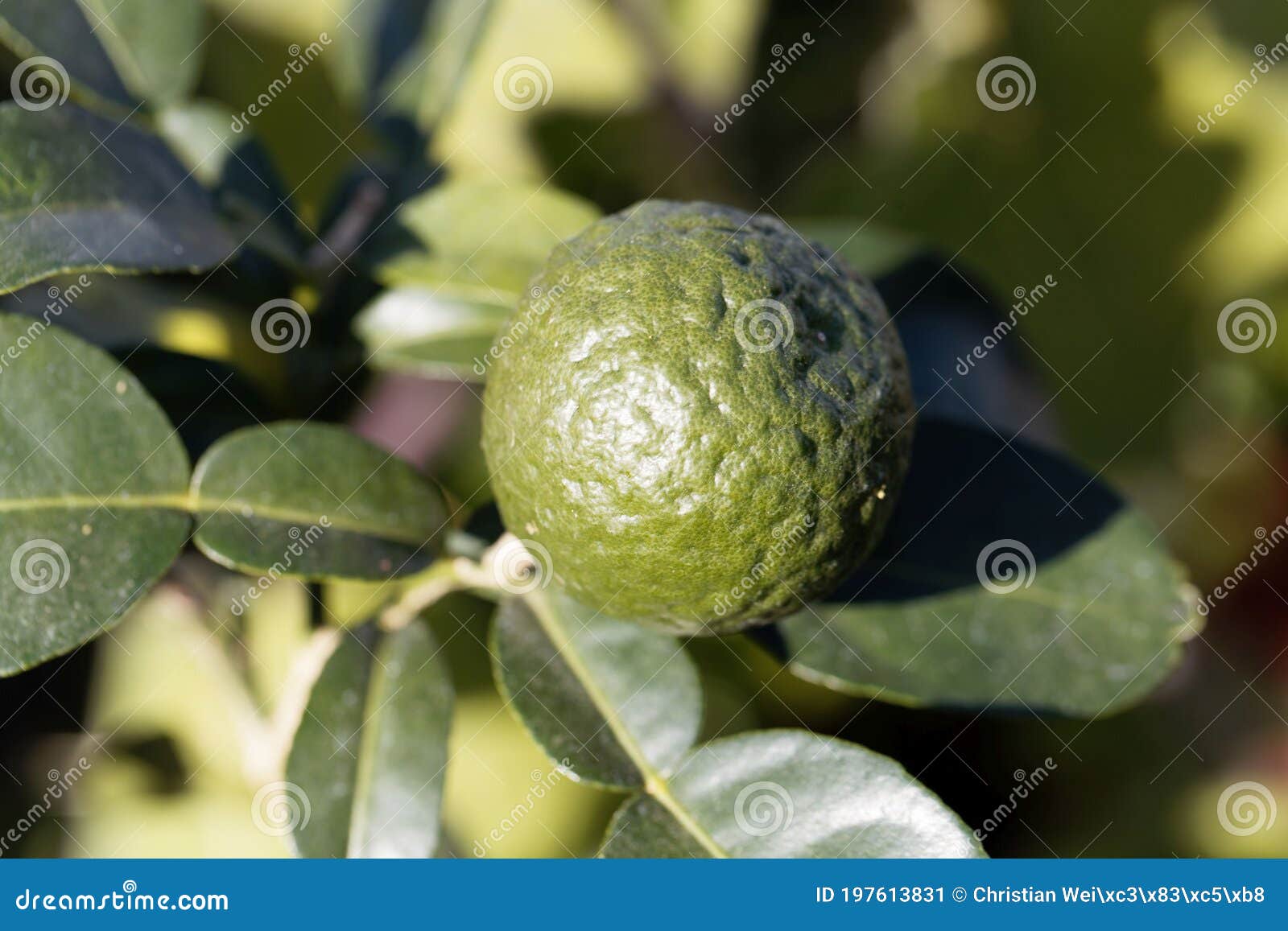 Fruit of a Kaffir Lime, Citrus Hystrix Stock Image - Image of leaf ...