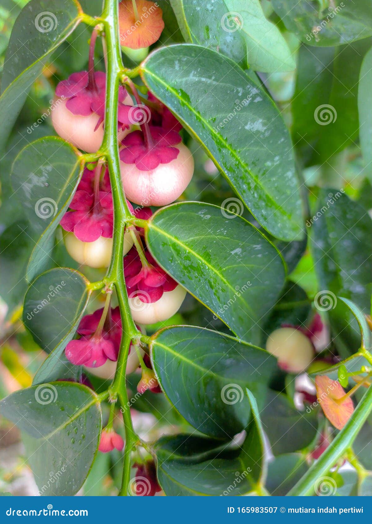 Fruit of Katuk Trees Line Up Beautifully Stock Image - Image of ...
