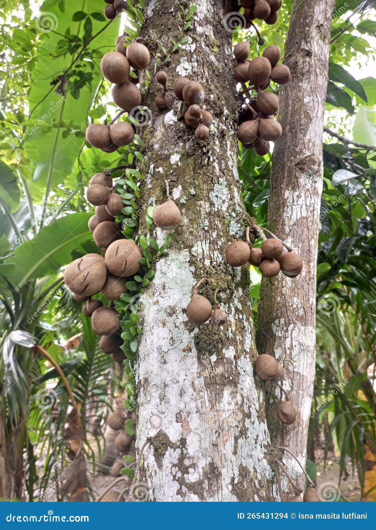 Fruit of kepel stock photo. Image of fruit, woodland - 265431294