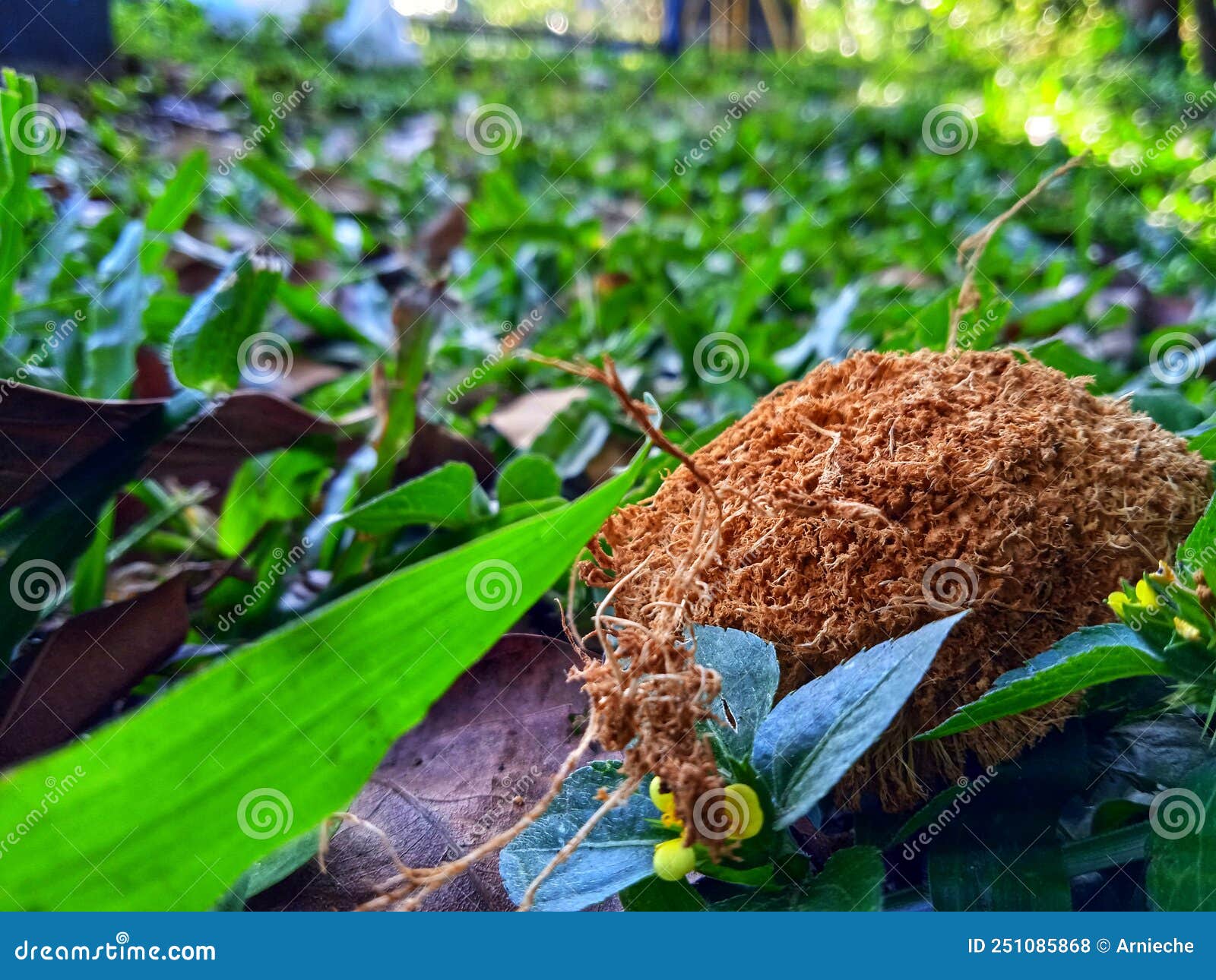 The Fruit of the Ketapan Tree on the Green Grass Stock Photo - Image of ...