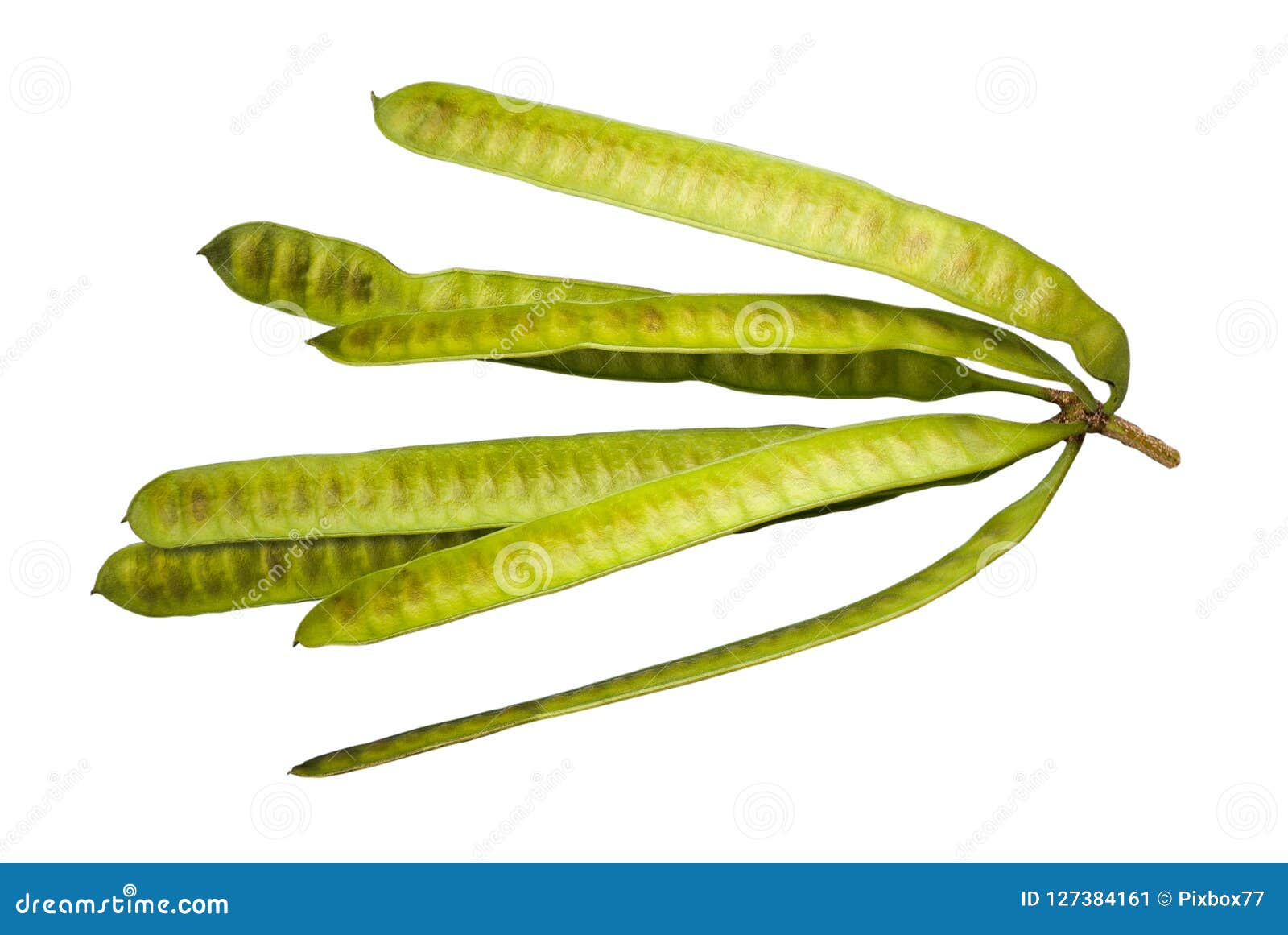 Lead Tree, Horse Tamarind A Small Fast Growing Plant Royalty-Free Stock ...