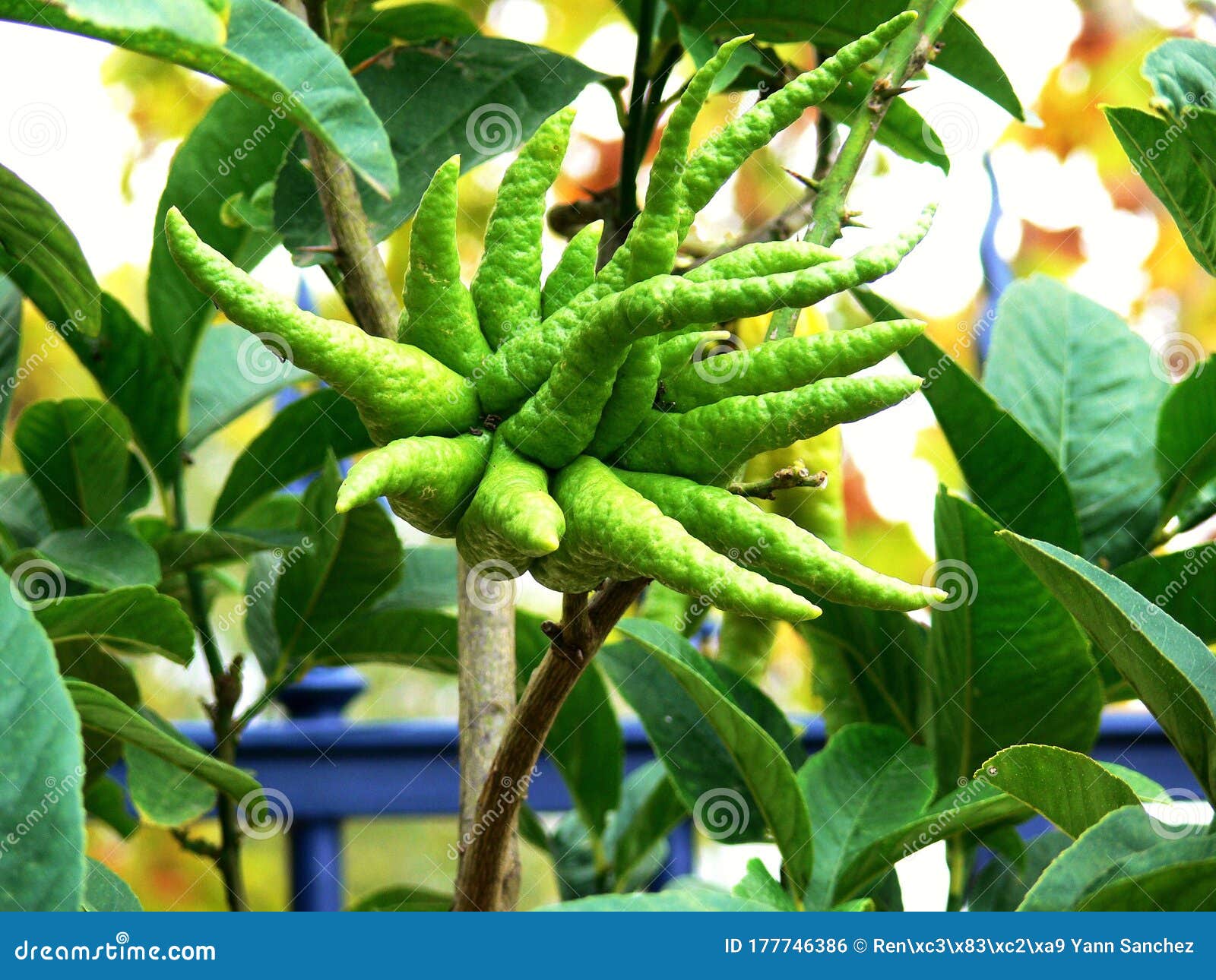 Lemon Buddha's Hand (Citrus Medica Var. Sarcodactylis) For Sale In A ...