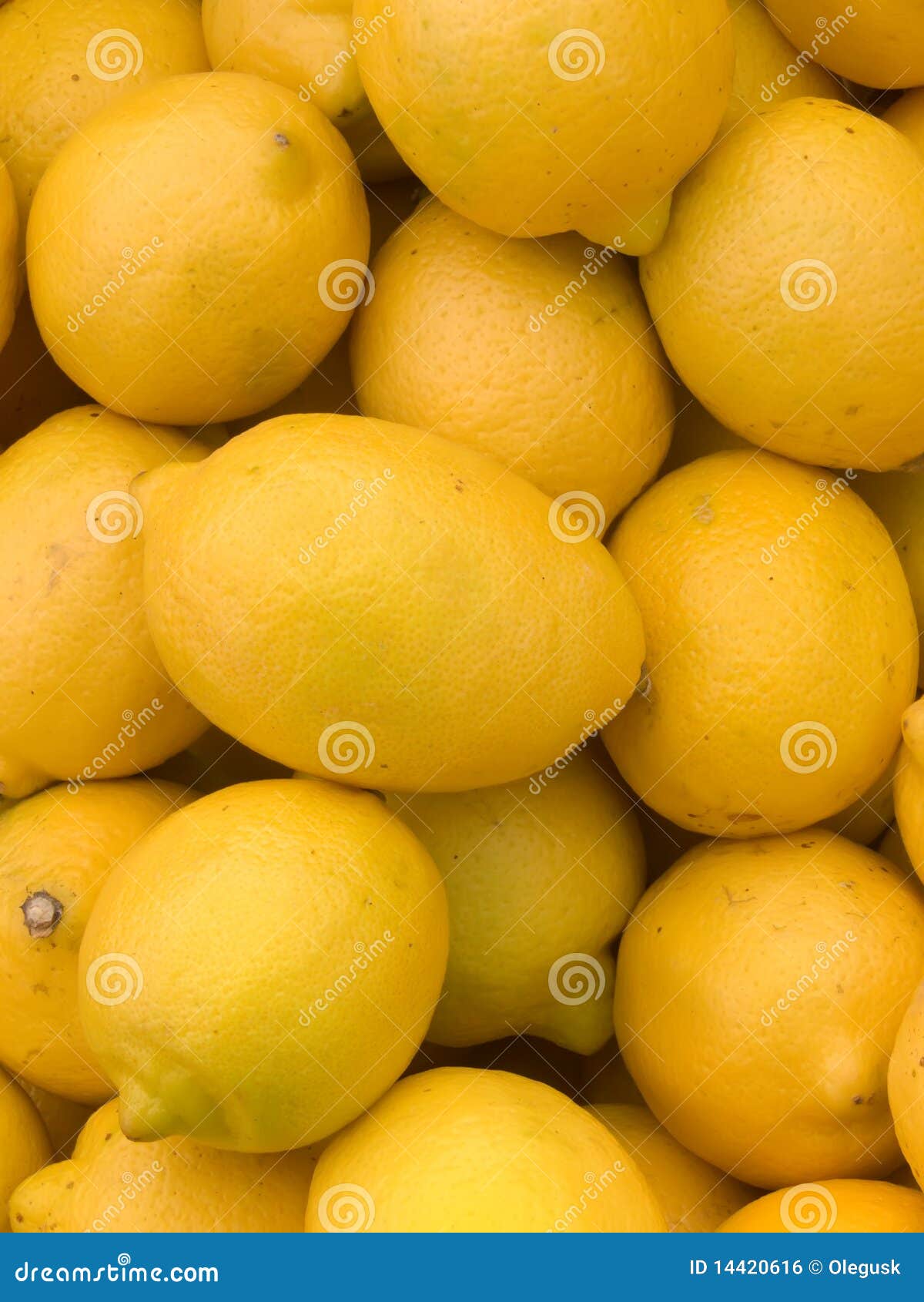 Fruit lemons yellow citron stock photo. Image of plantation - 14420616
