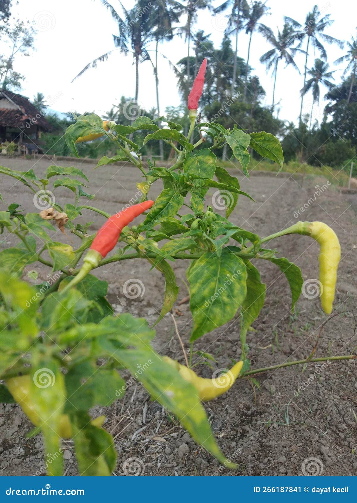 Fruit of life from nature stock image. Image of nature - 266187841