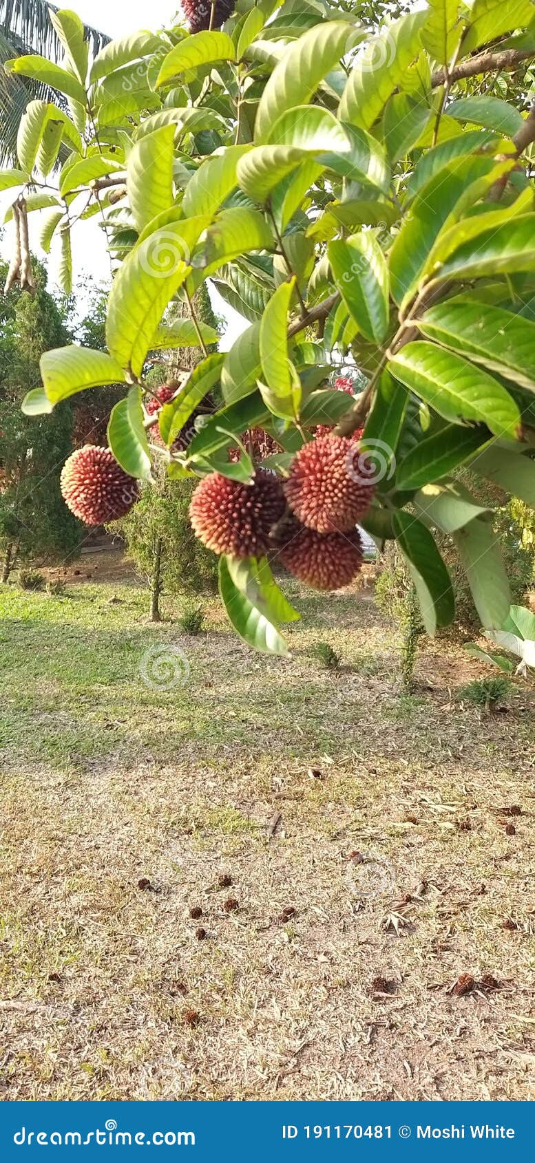 Fruit like rambutan stock image. Image of fruit, like - 191170481