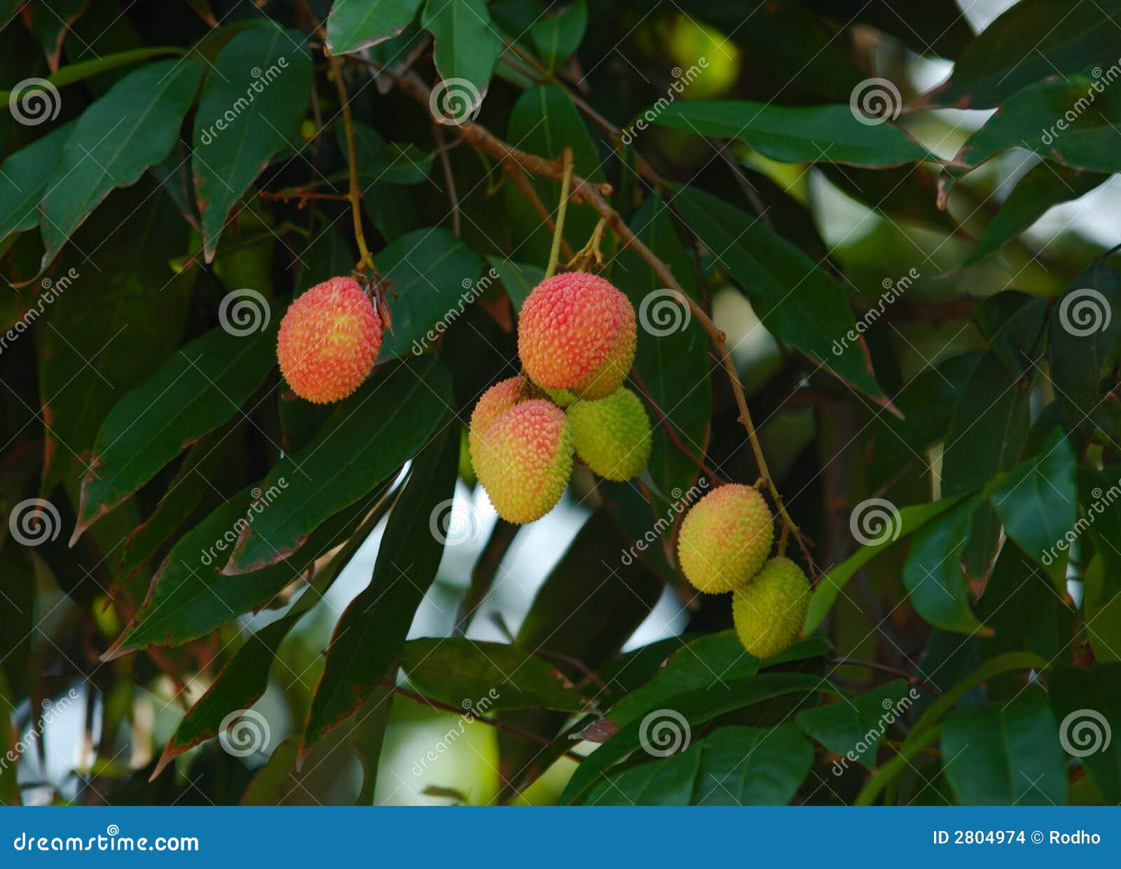 Fruit:litchi stock photo. Image of fruit, harvest, nutrition - 2804974