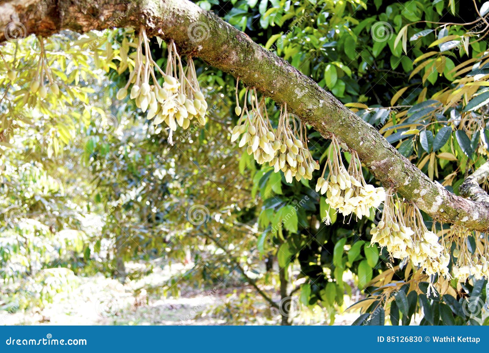 Little Durian Flower, Fresh Durian Fruit On Tree Royalty-Free Stock ...