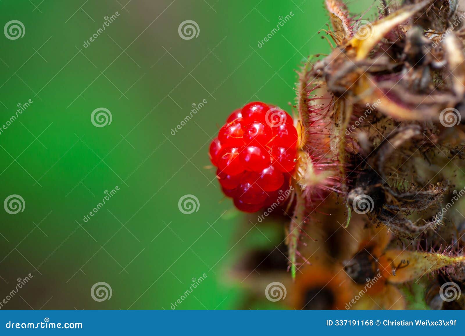 Fruit of a Loganberry, Rubus Loganobaccus Stock Photo - Image of fruit ...