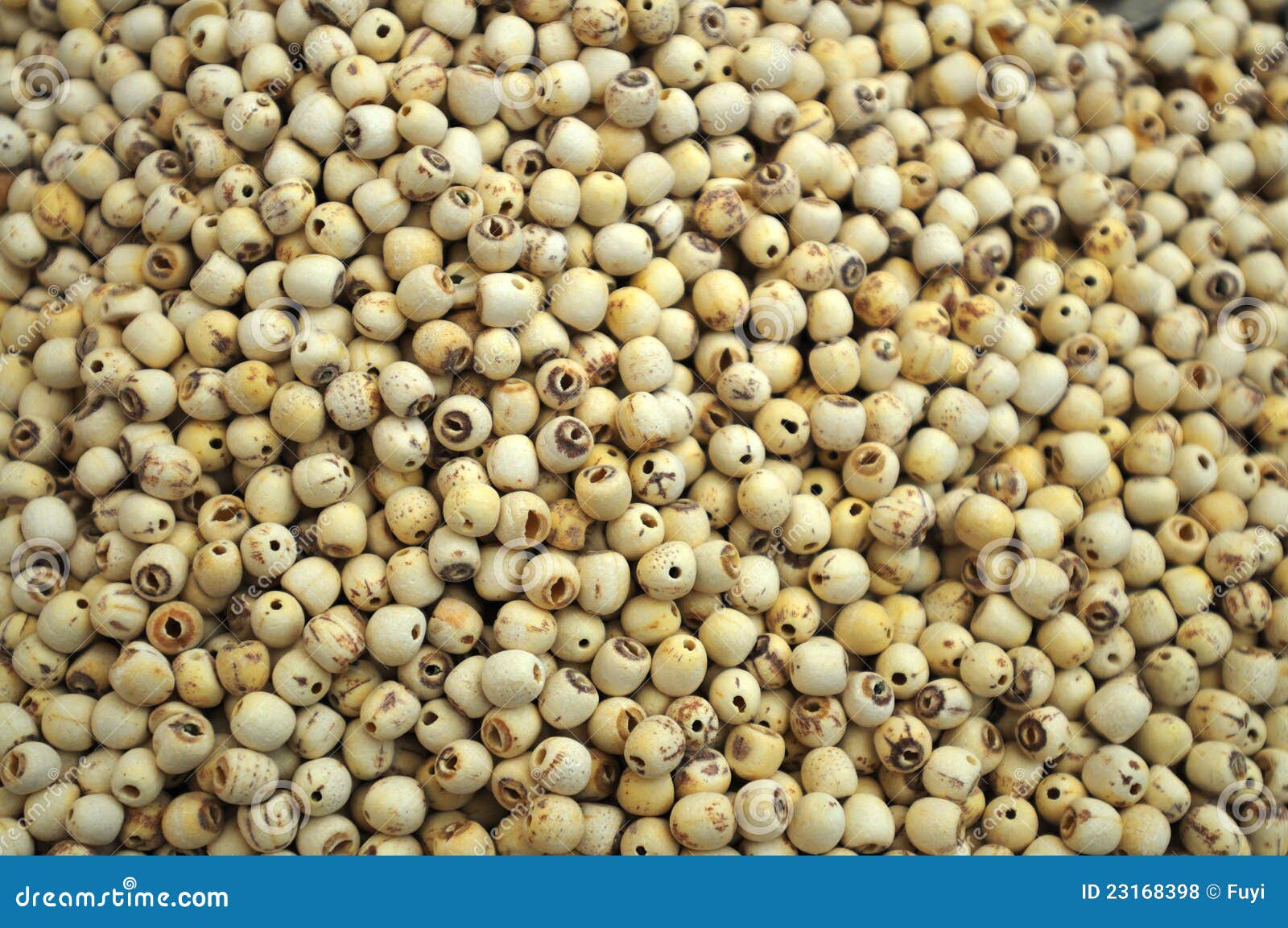 The fruit of the lotus stock photo. Image of gift, design - 23168398