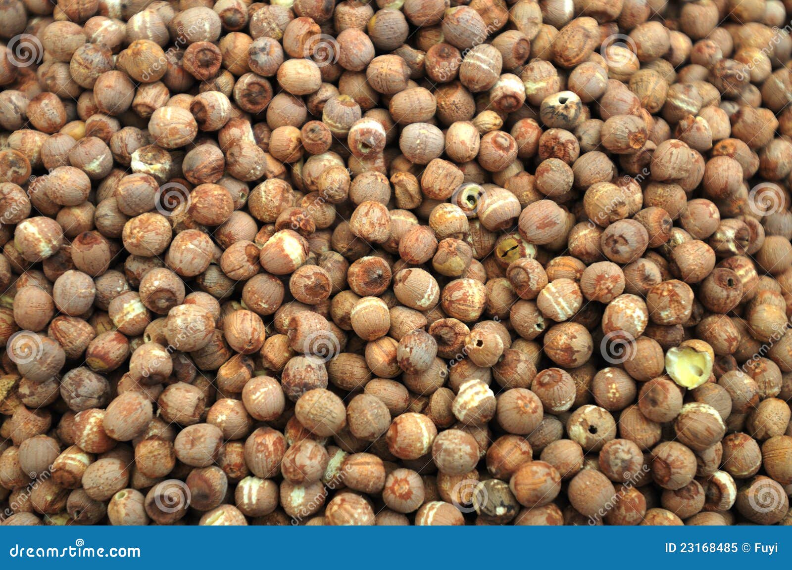 The fruit of the lotus stock image. Image of food, closeup - 23168485