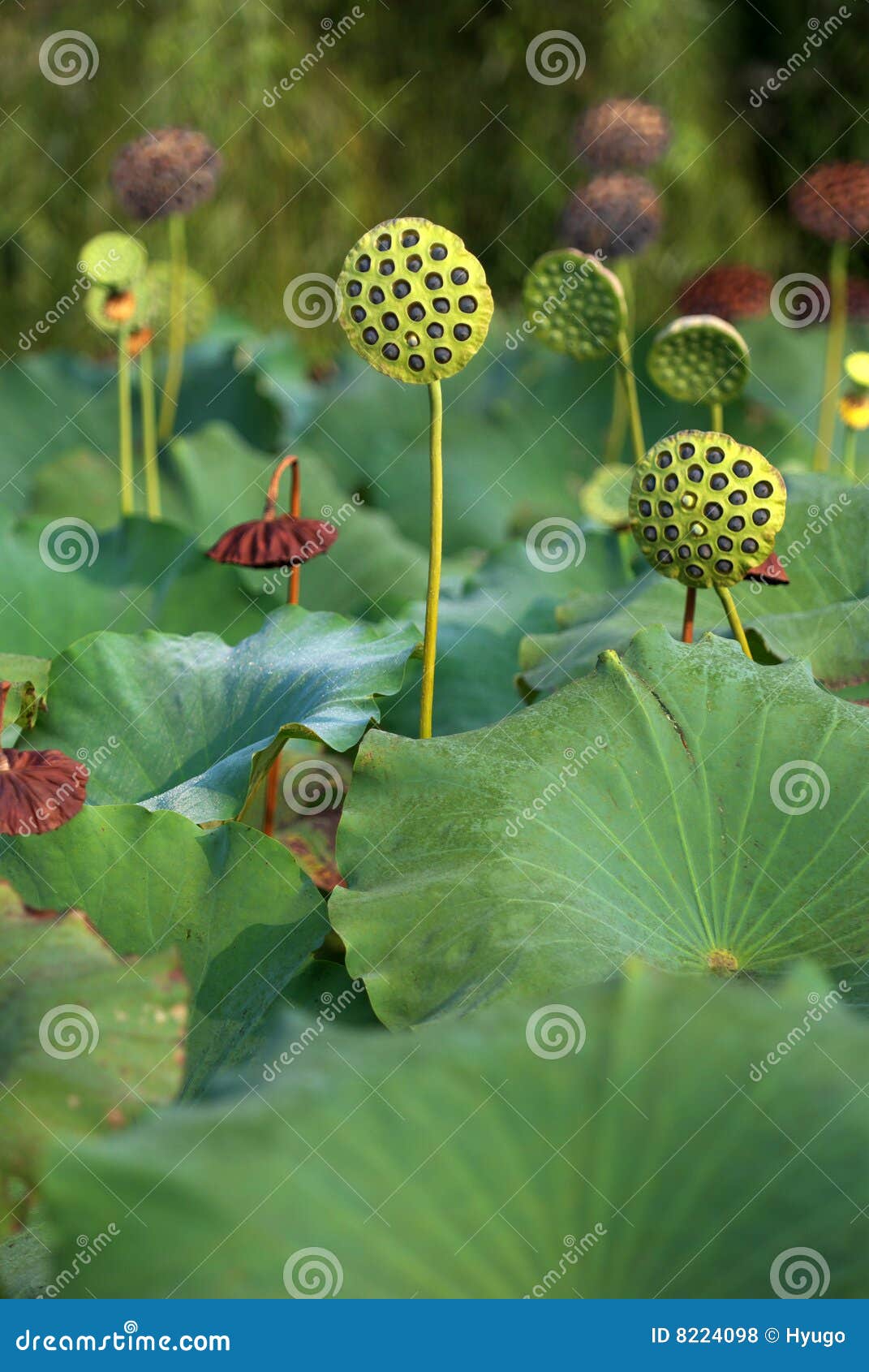 Fruit of lotus stock photo. Image of background, beauty - 8224098