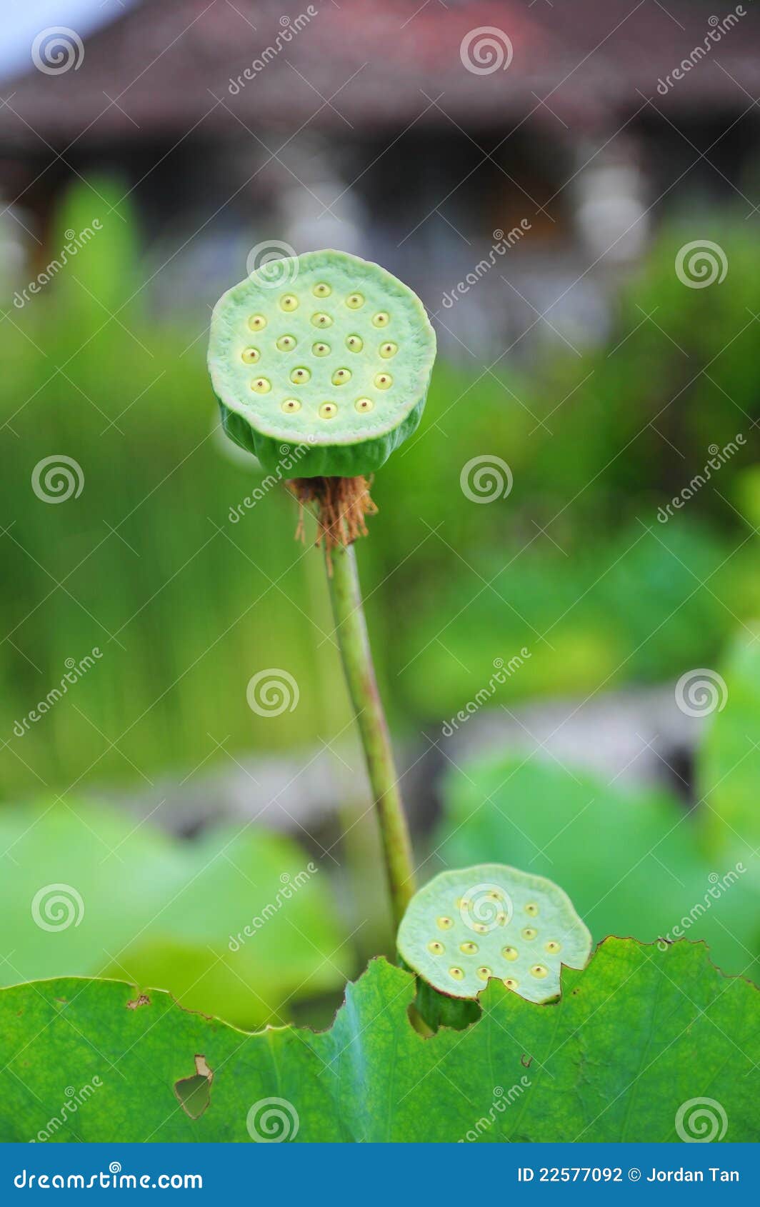 Fruit of lotus plant stock photo. Image of lake, garden - 22577092