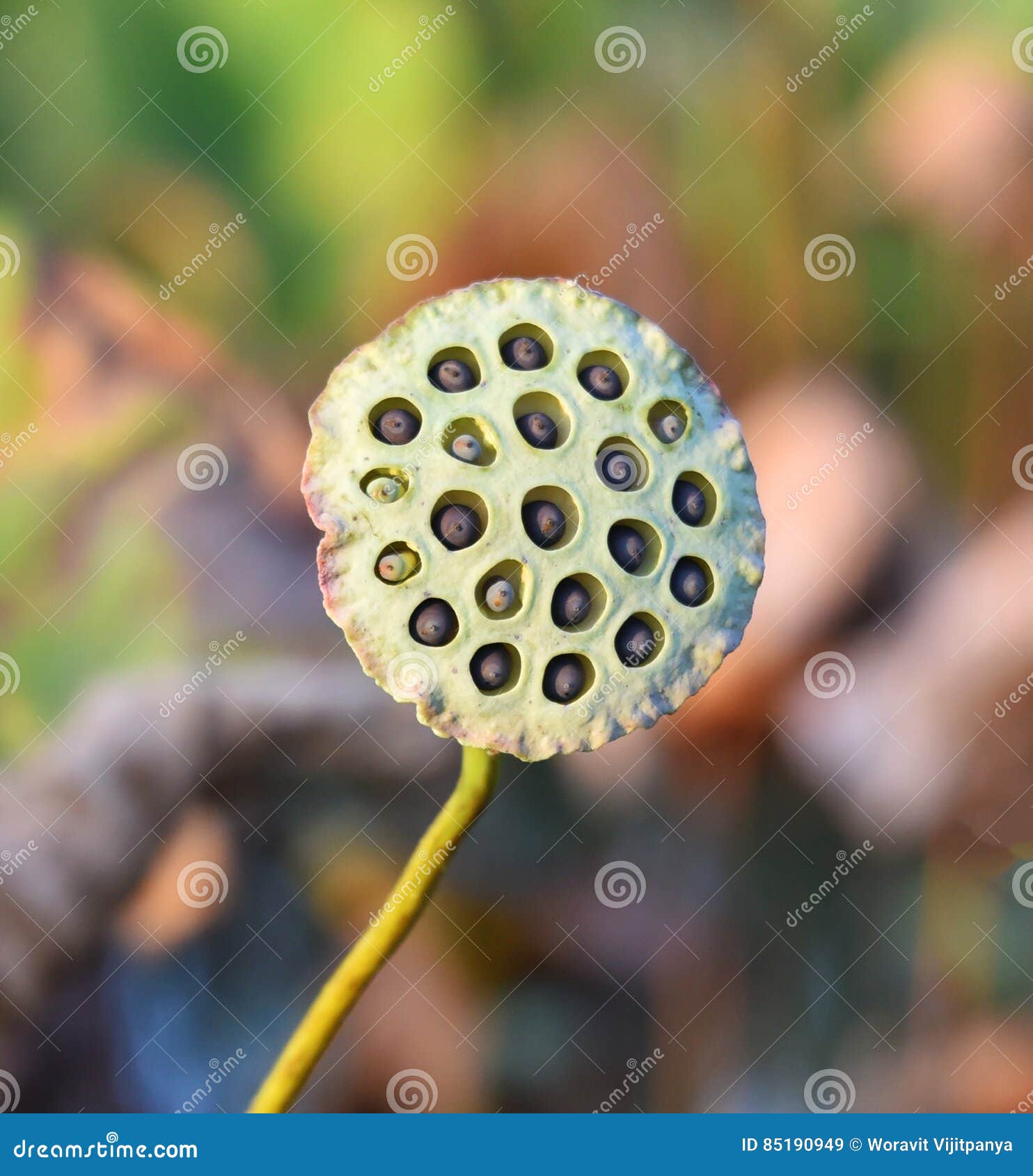 Fruit of lotus plant stock image. Image of blossom, hands - 85190949