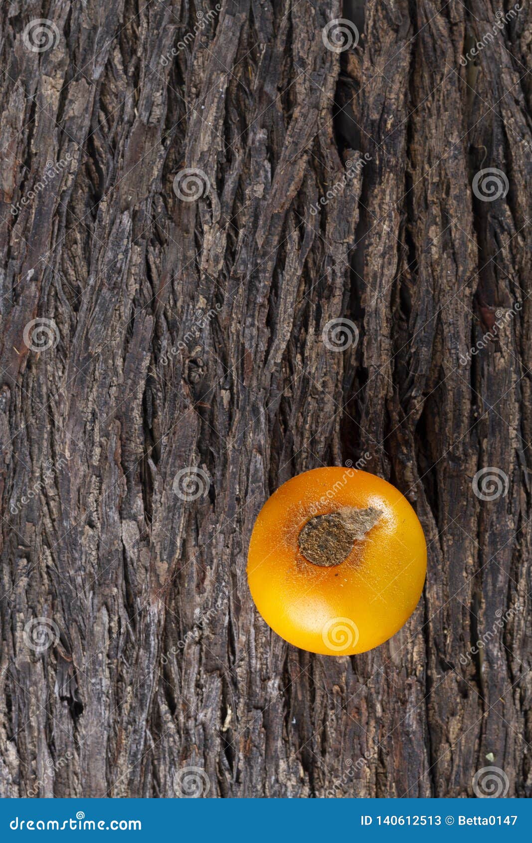 . Fruit of Lulo on Tree Bark (Solanum Quitoense Stock Image - Image of ...