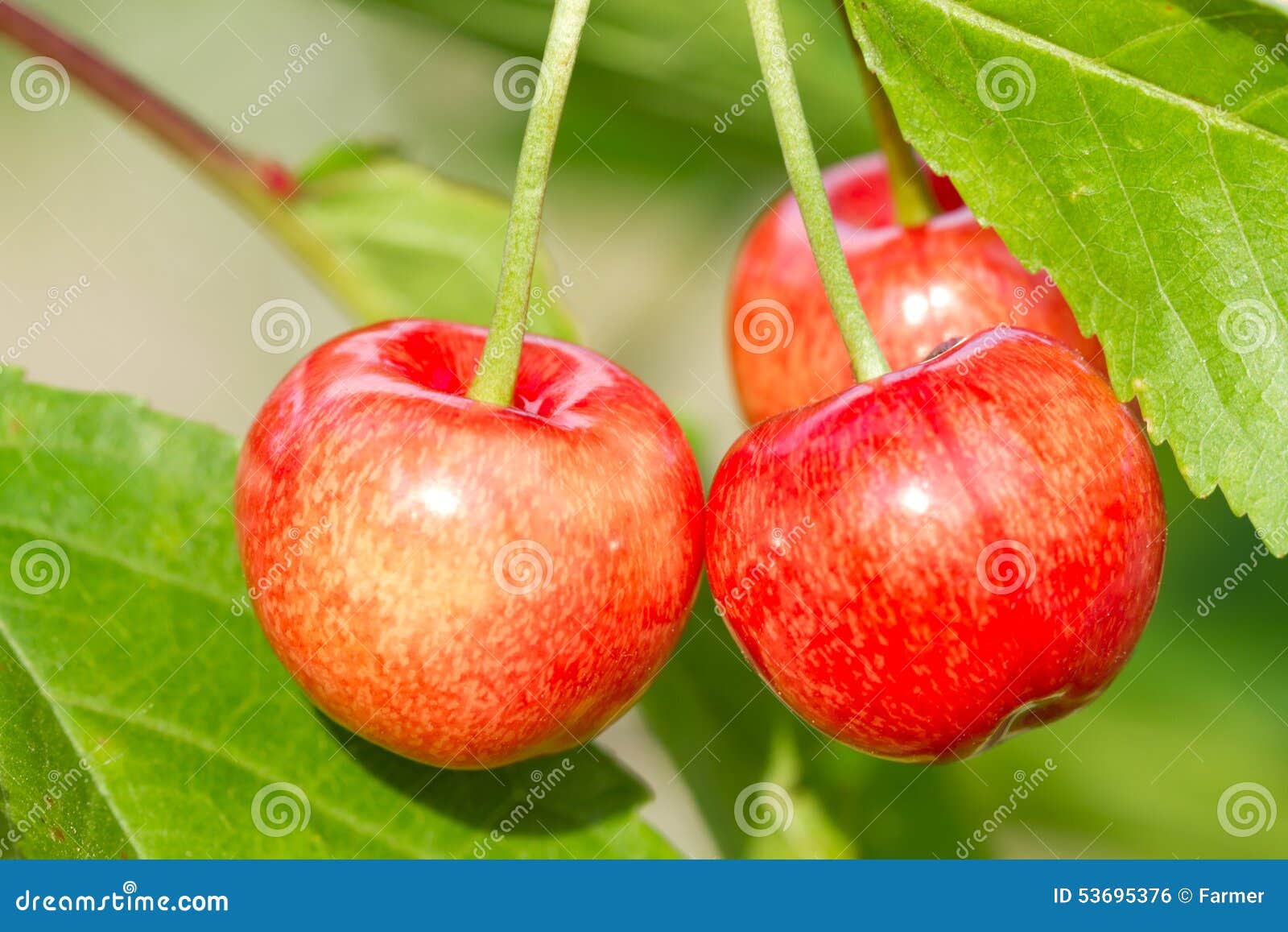 merise fruit - Idee et astuce de la maison