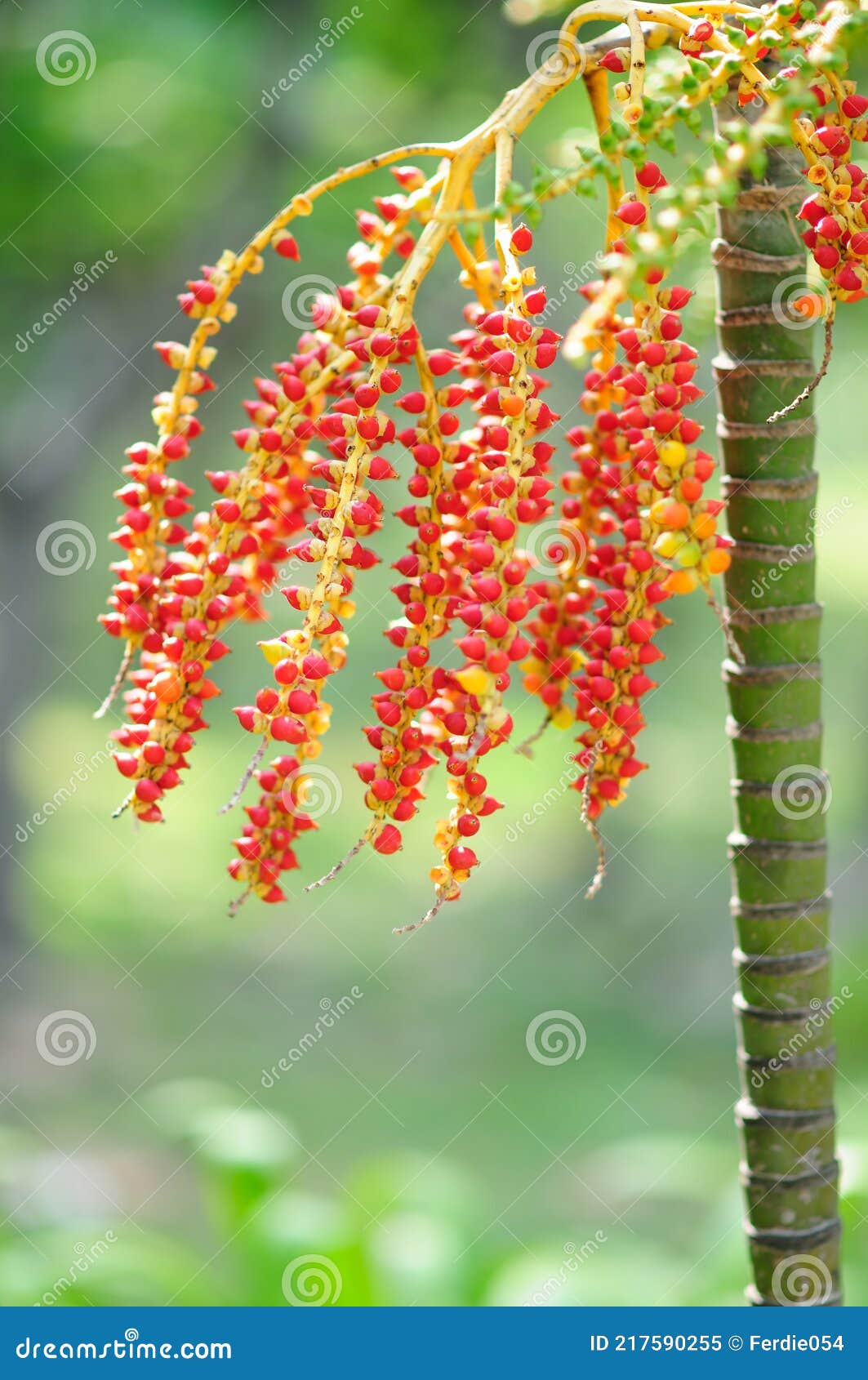 Fruit of a MacArthur Palm Tree Stock Image - Image of ptychosperma ...
