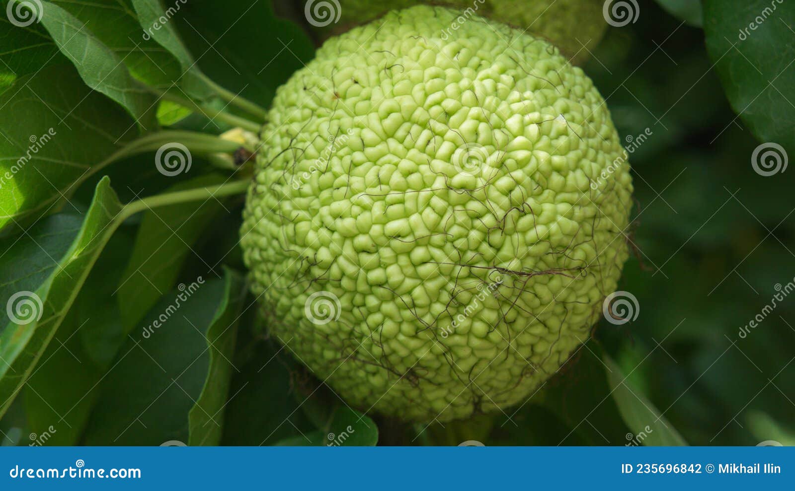 The Fruit of the Maclura Tree and Its Green Peel Structure Stock Photo ...
