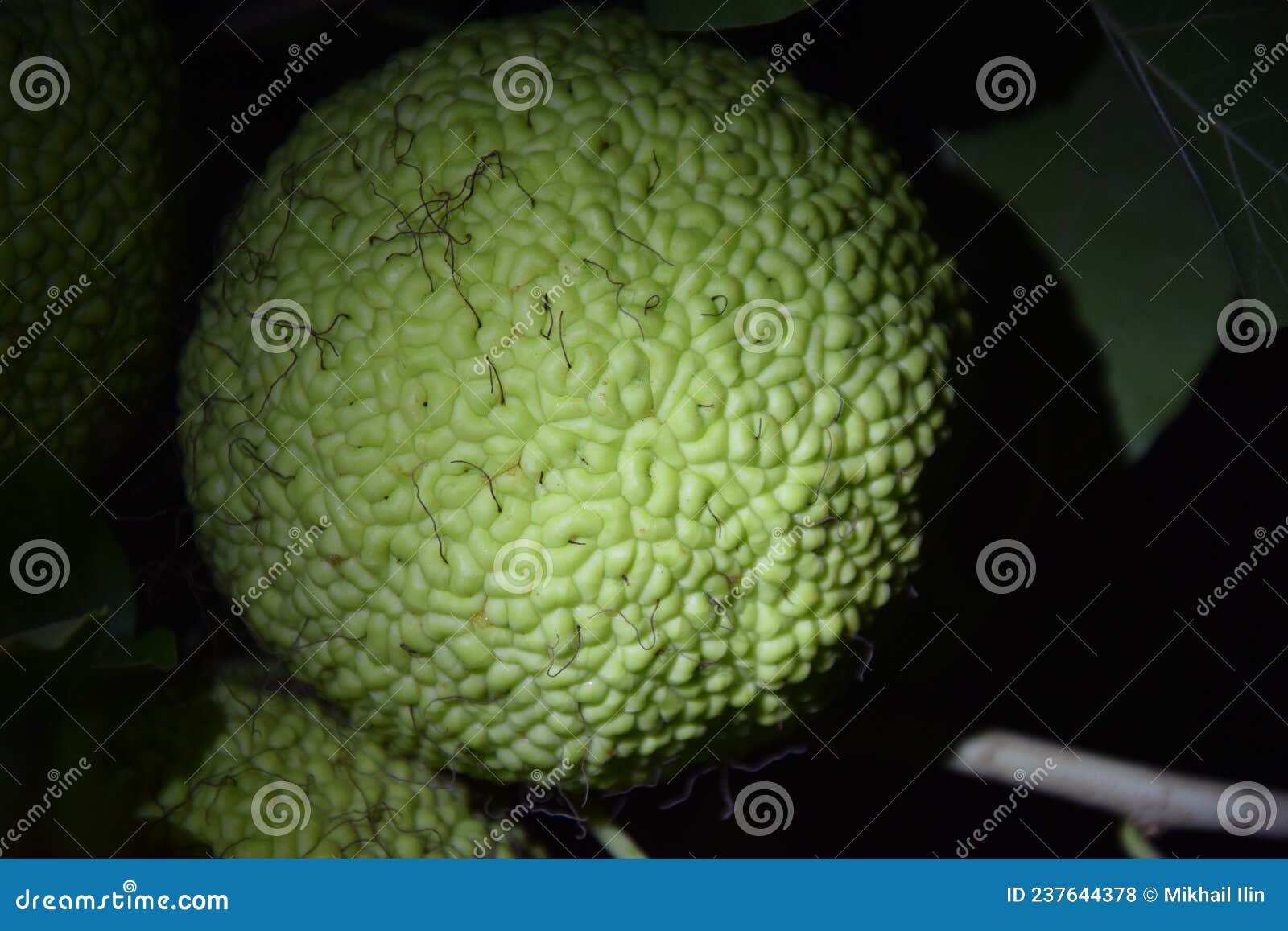 Fruit of the Maclura Tree at Night Stock Photo - Image of macro, botany ...