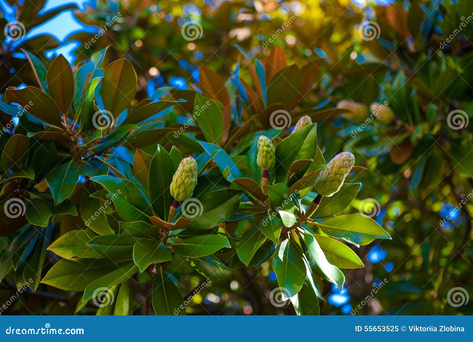 Fruit magnolia stock image. Image of tree, plant, nature - 55653525