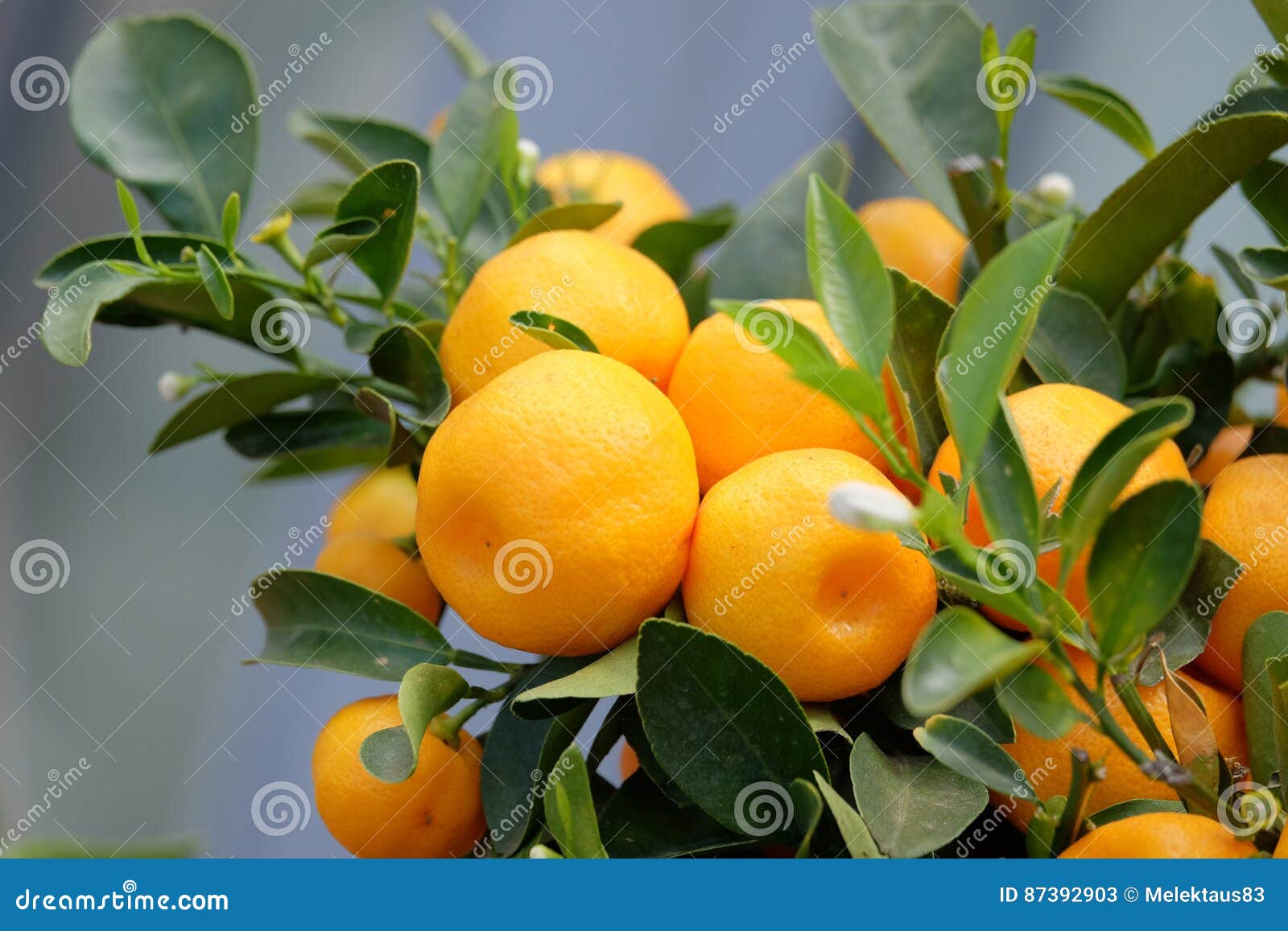 Fruit mandarin on a branch stock image. Image of citrus - 87392903