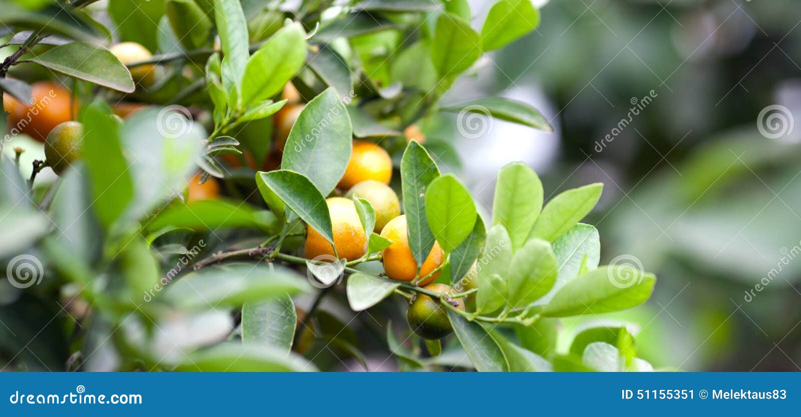 Fruit mandarin stock image. Image of citrus, fruit, mandarin - 51155351