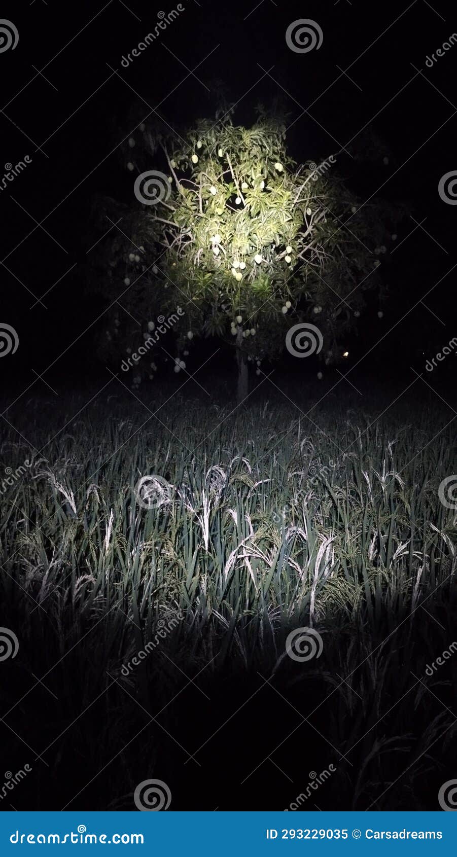 Fruit and Mango Trees on Rice Plants Photographed at Night Stock Image ...