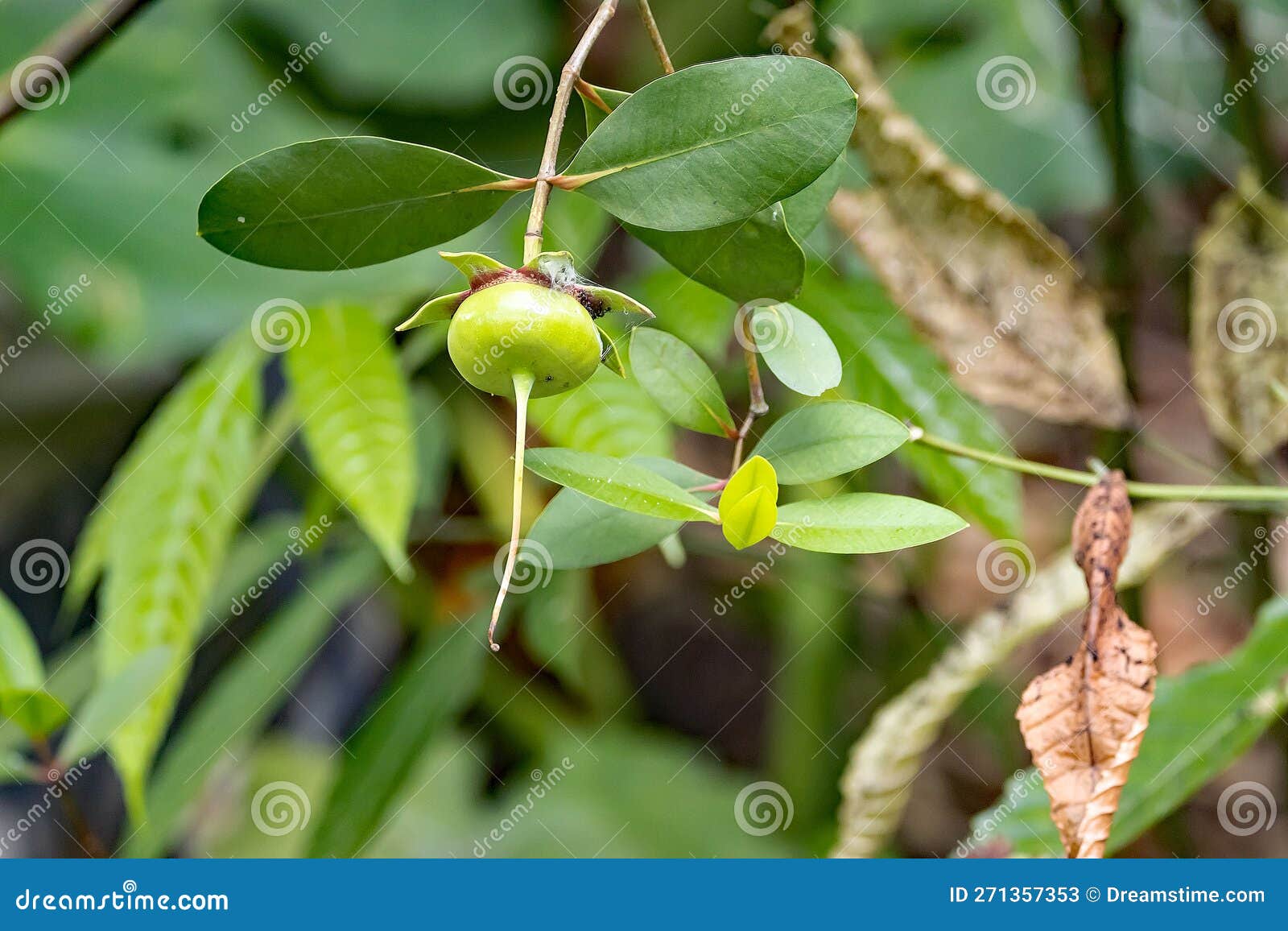 Fruit of a Mangrove Apple, Sonneratia Caseolaris Stock Image - Image of ...