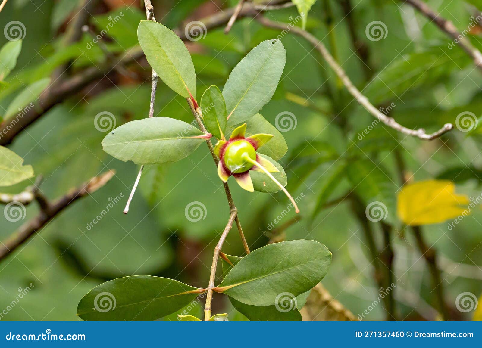 Fruit of a Mangrove Apple, Sonneratia Caseolaris Stock Photo - Image of ...