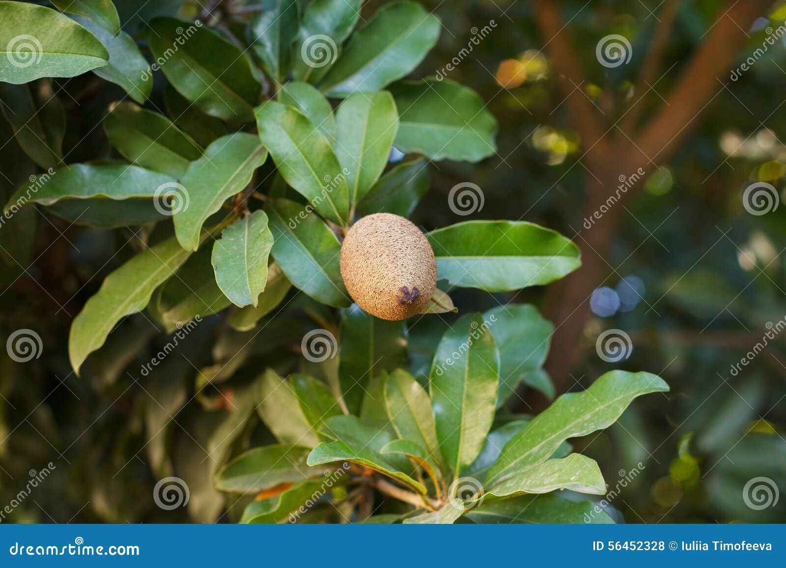 Fruit of Manilkara Zapota, Sapodilla Tree Stock Photo - Image of ...