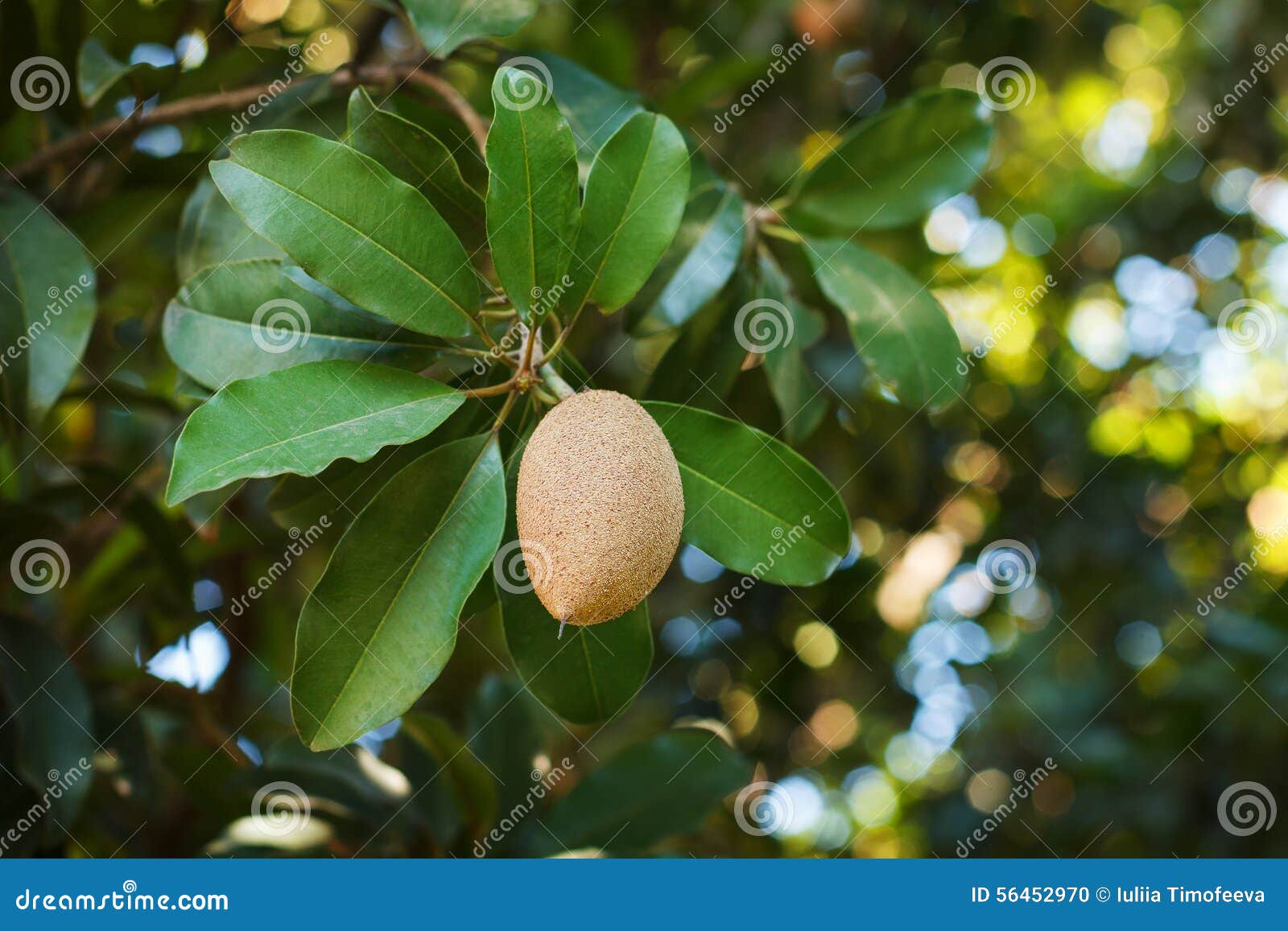 Fruit of Manilkara Zapota, Sapodilla Tree Stock Photo - Image of garden ...