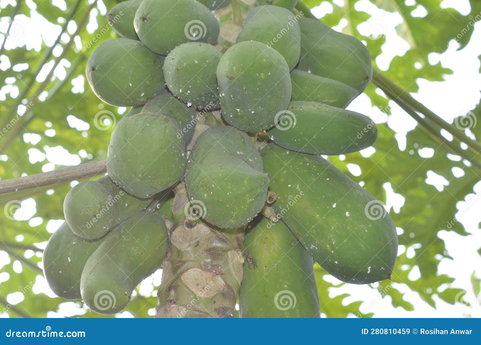 Dense Fruit Papaya Tree Plant Stock Image - Image of fruit, produce ...