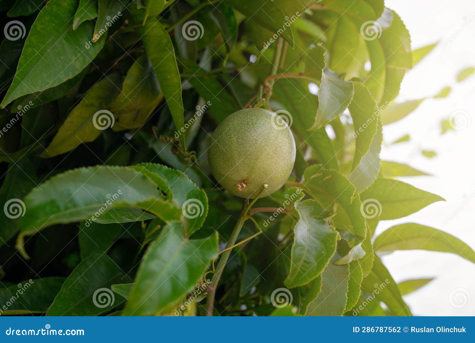 Fruit Maracuja Growing on the Tree Stock Photo - Image of tropics ...
