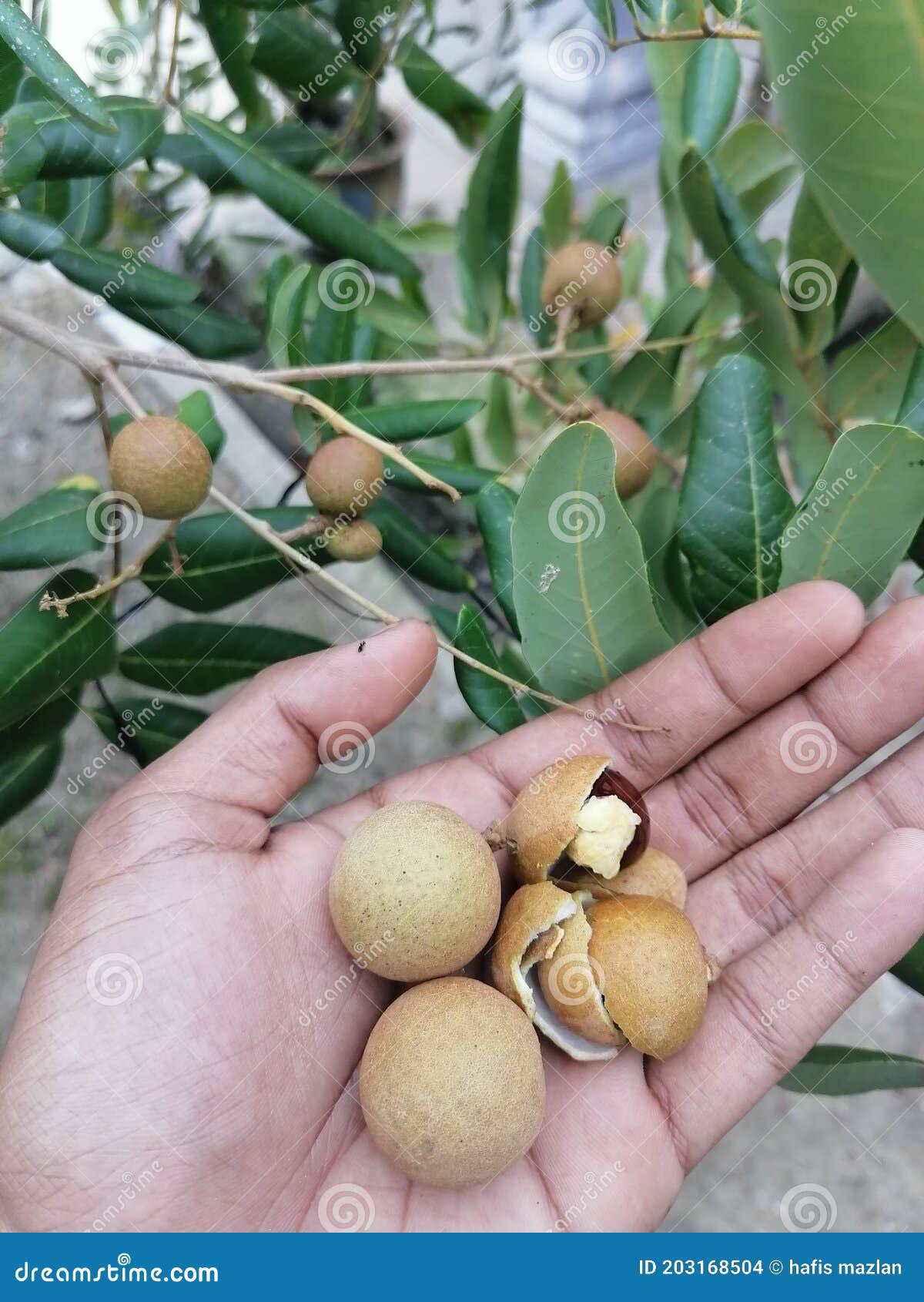 Fruit Mata Kucing Sweet Photo Stock Photo - Image of sweet, kuch: 203168504
