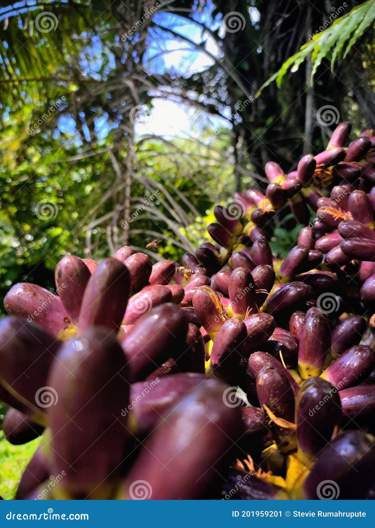 The Fruit of the Mayang Tree Stock Image - Image of branch, dish: 201959201