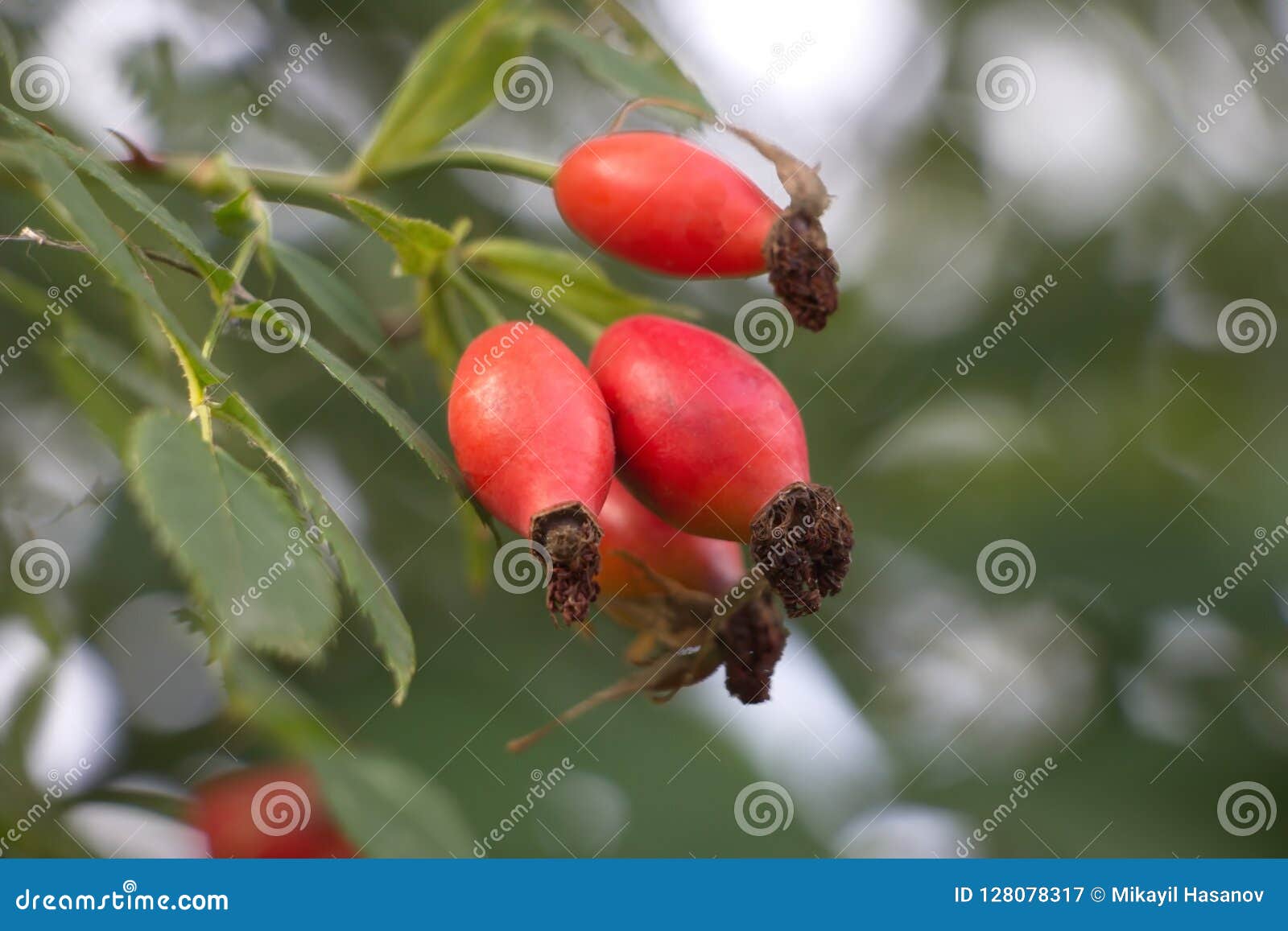 The Fruit of the Medicinal Ripened Rosehip Stock Image - Image of wild ...