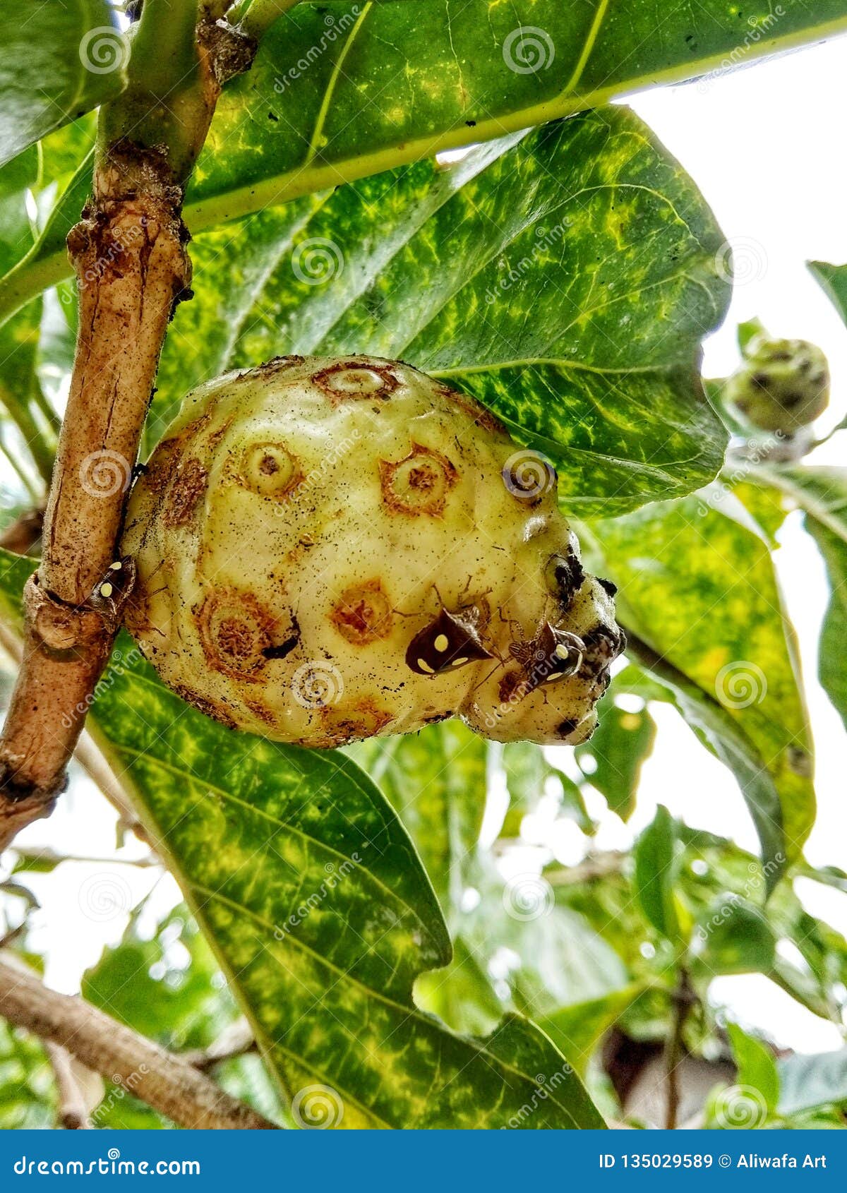 Fruit Mengkudu Morinda Citrifolia Stock Image - Image of flora, juice ...