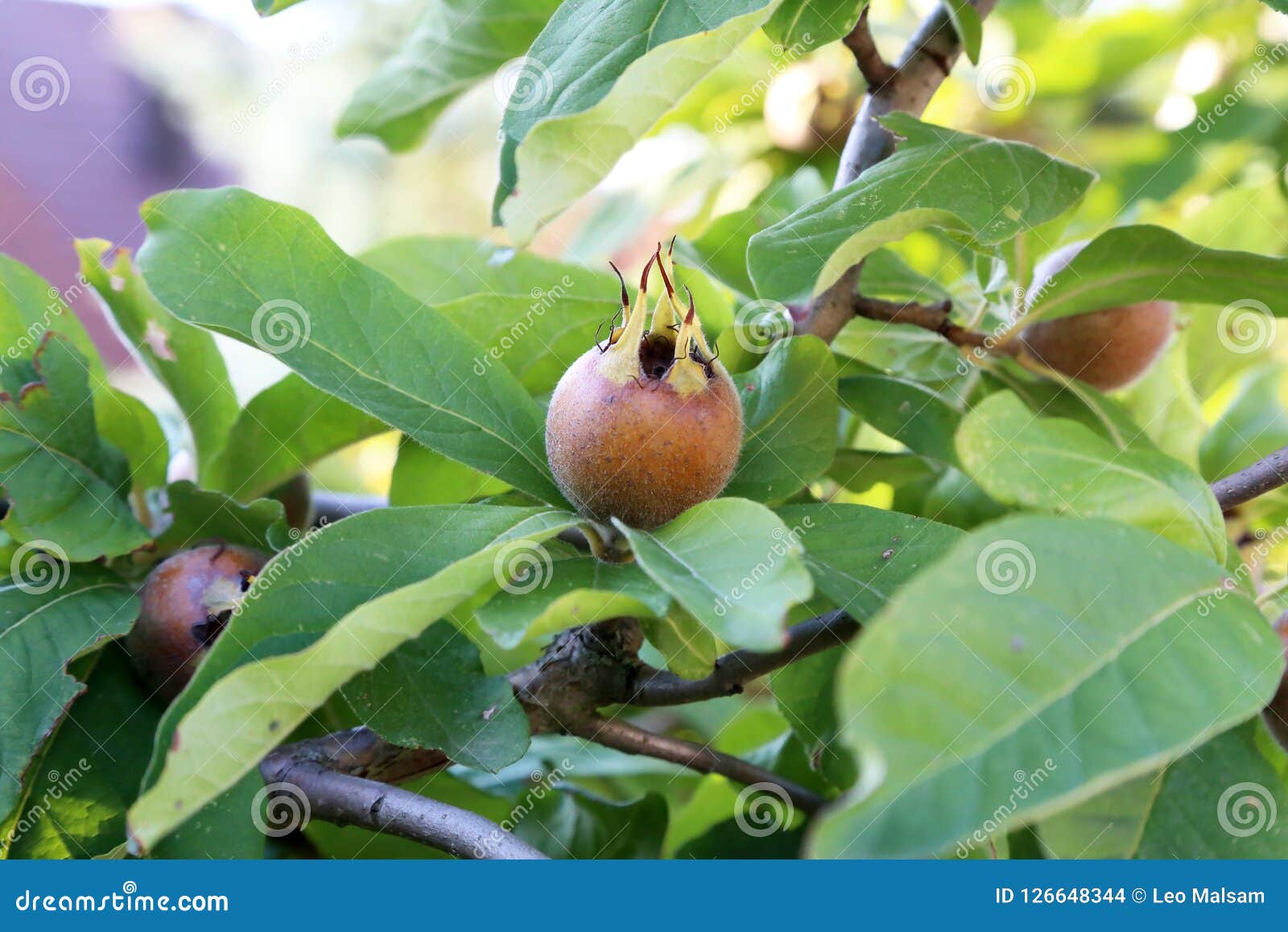 Fruit of Mespilus Germanica Stock Photo - Image of medlar, macro: 126648344