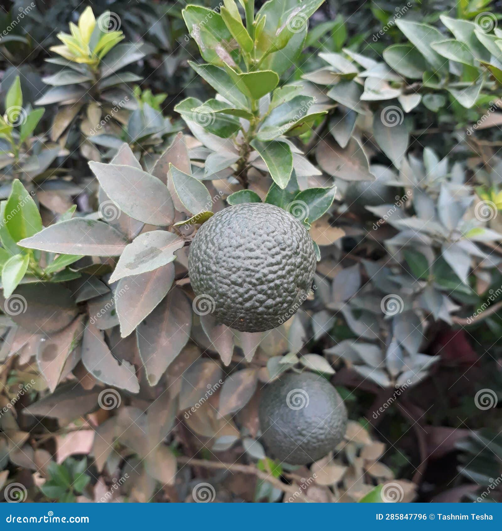 The Fruit is a Modified Berry Known As a Hesperidium, and the Flesh is ...