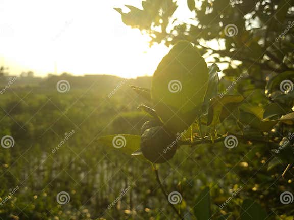 Fruit in Morning stock photo. Image of tree, fruit, nature - 117943036