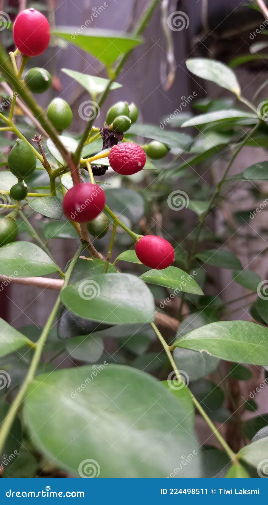 Fruit of Murraya Paniculata Stock Image - Image of food, vegetable ...