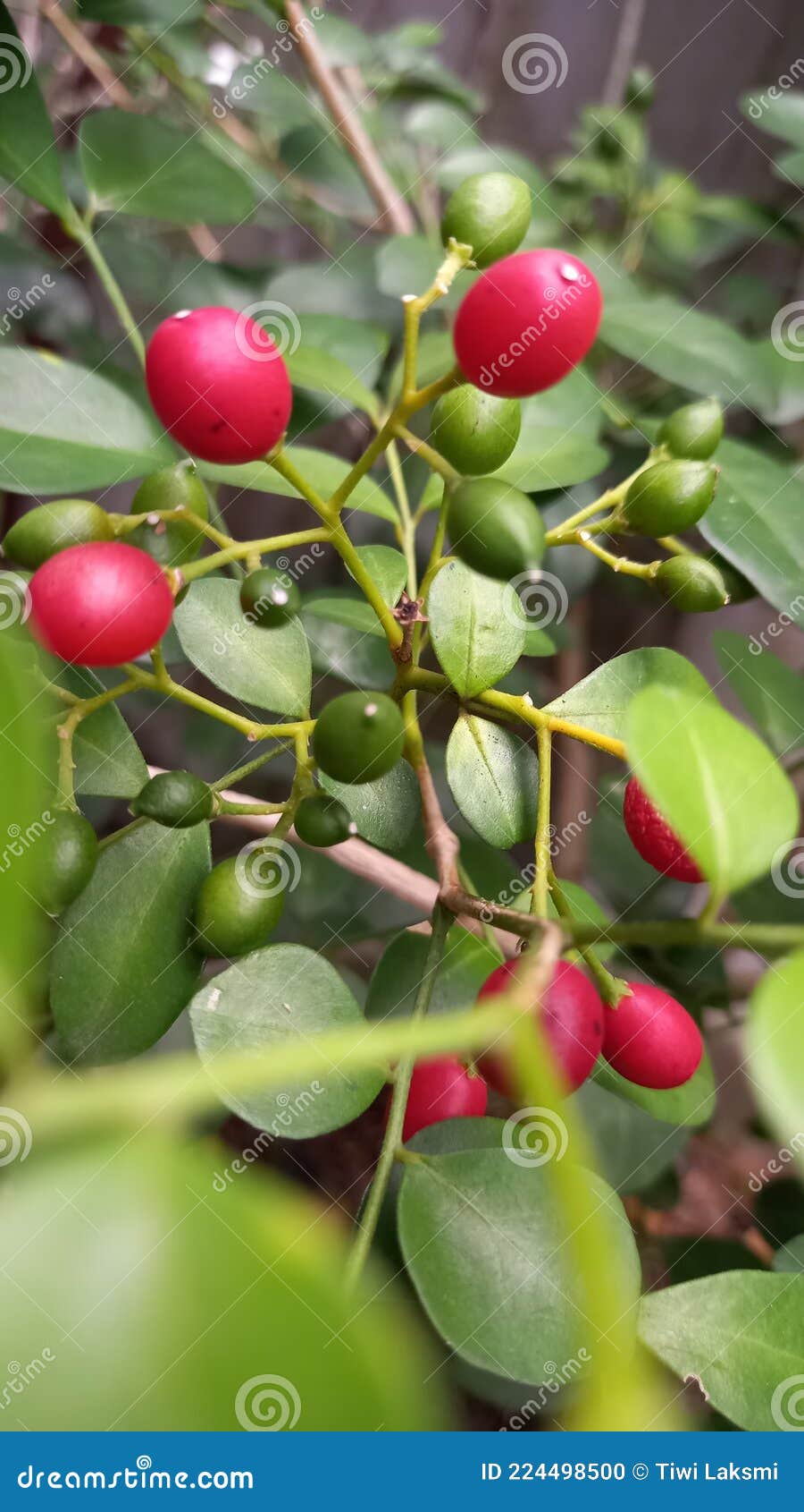 Fruit of Murraya Paniculata Stock Photo - Image of deciduous, tree ...