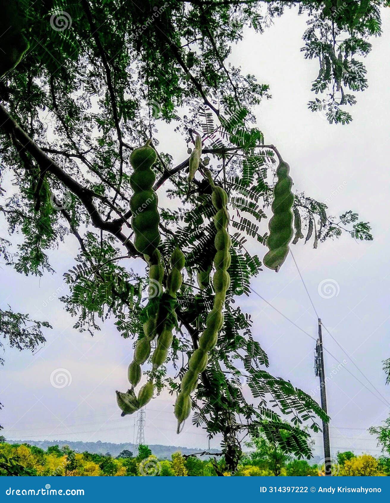 The Fruit of the Nerve Tamarind Tree Grows on the Tops of Its Branches ...