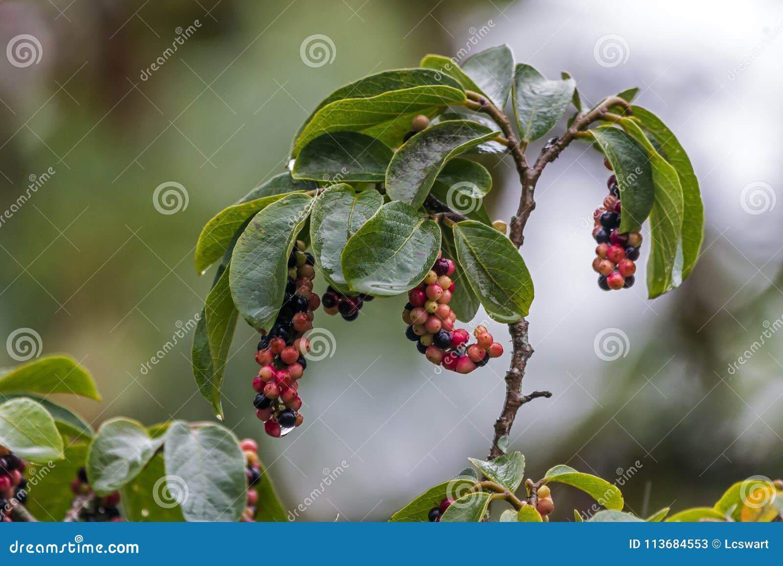Fruit Noir Rouge Du Gland Berry Tree Image stock - Image du rouge ...