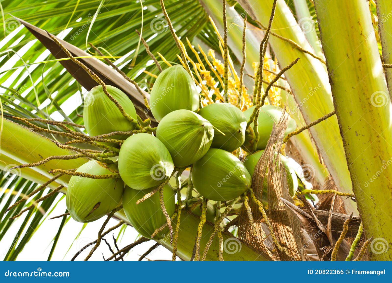 Fruit, noix de coco verte photo stock. Image du vert - 20822366