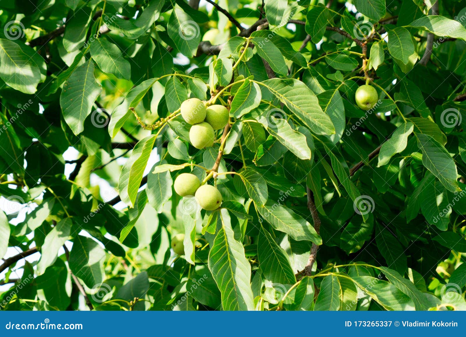 The Fruit of the Nut Grows on the Tree Stock Image - Image of kernel ...