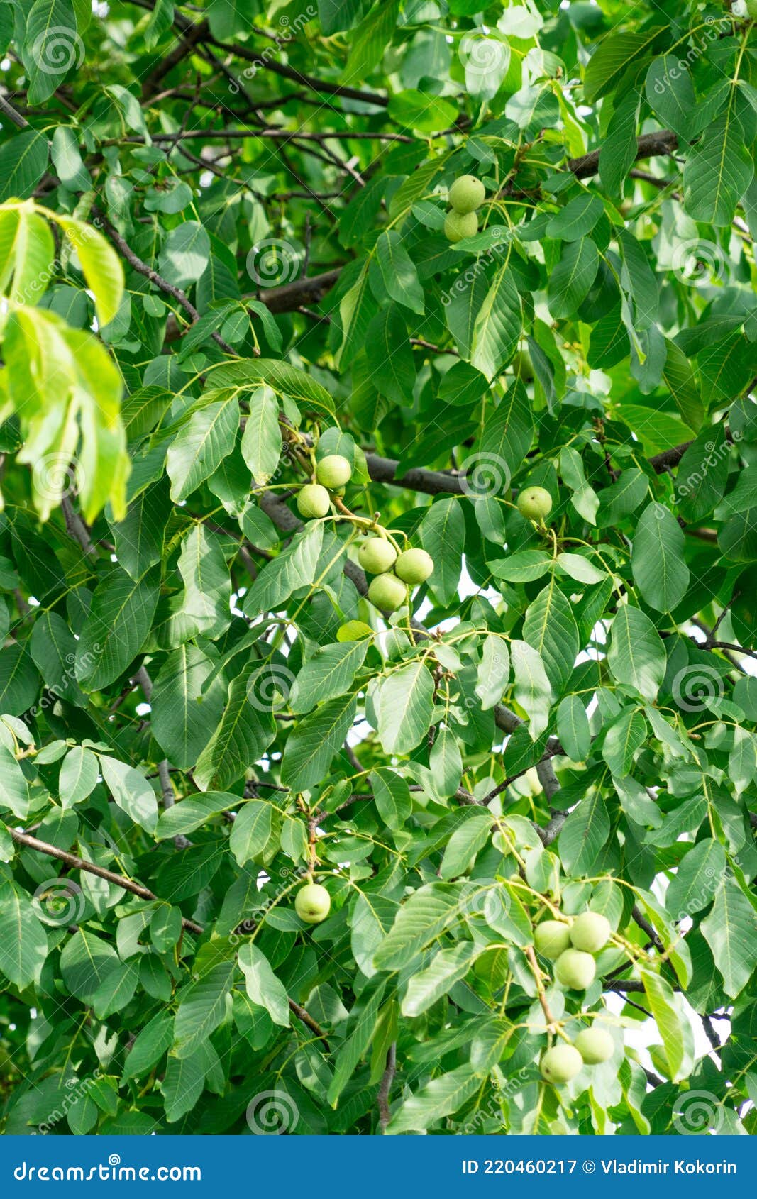 The Fruit of the Nut Grows on the Tree Stock Image - Image of branch ...