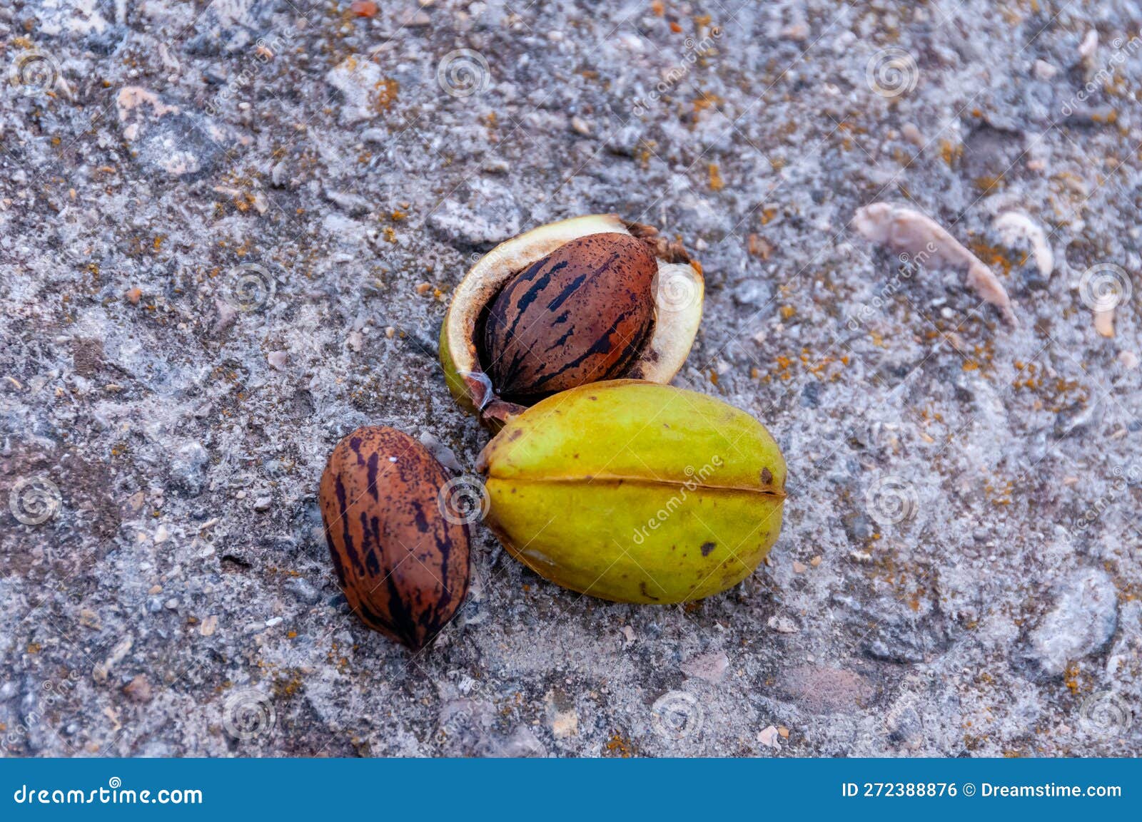 The Fruit is a Nut. Texas, Garner State Park, USA Stock Photo - Image ...