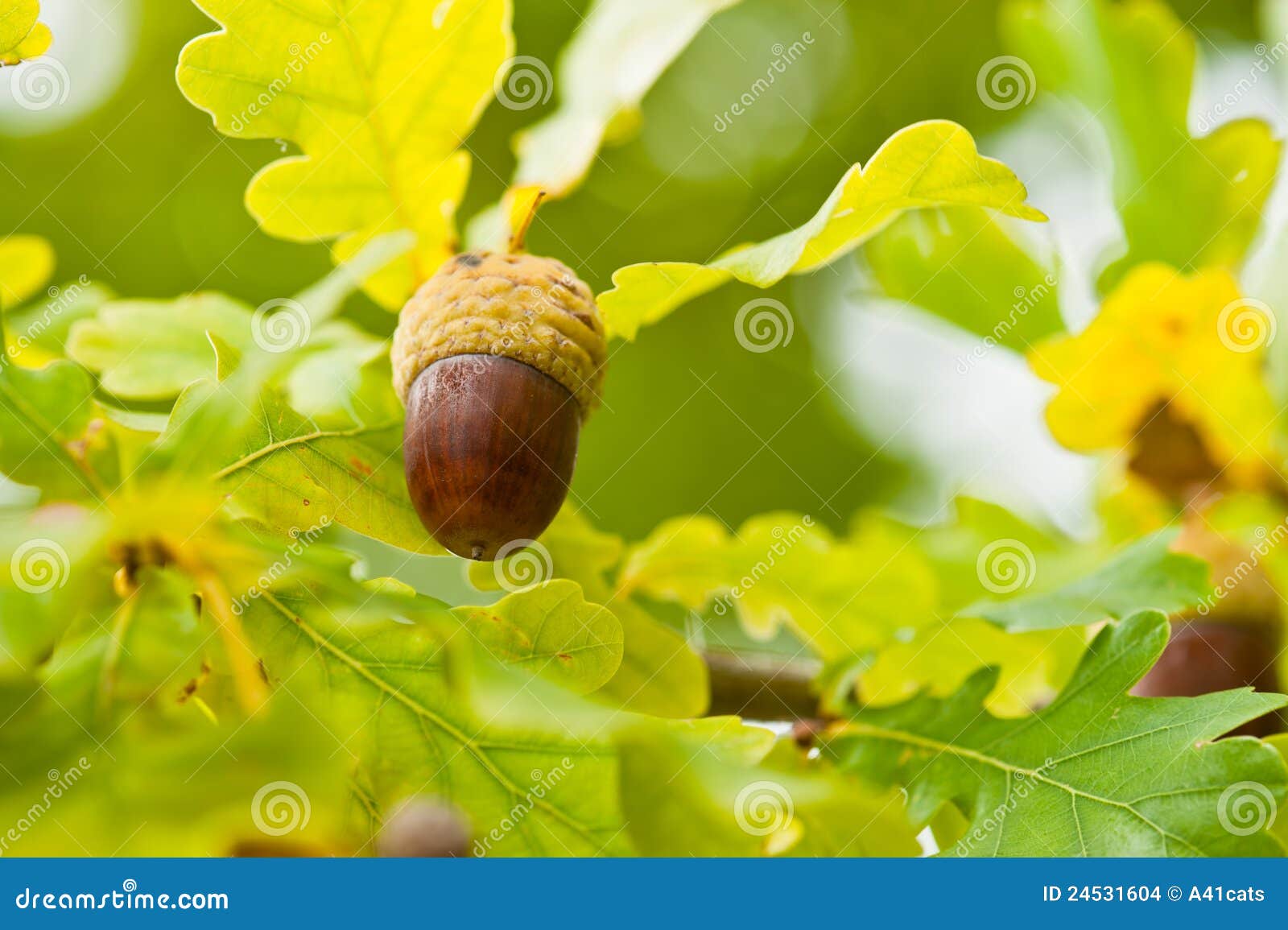 Fruit of an Oak Tree Ripe in Autumn Stock Photo - Image of brown ...